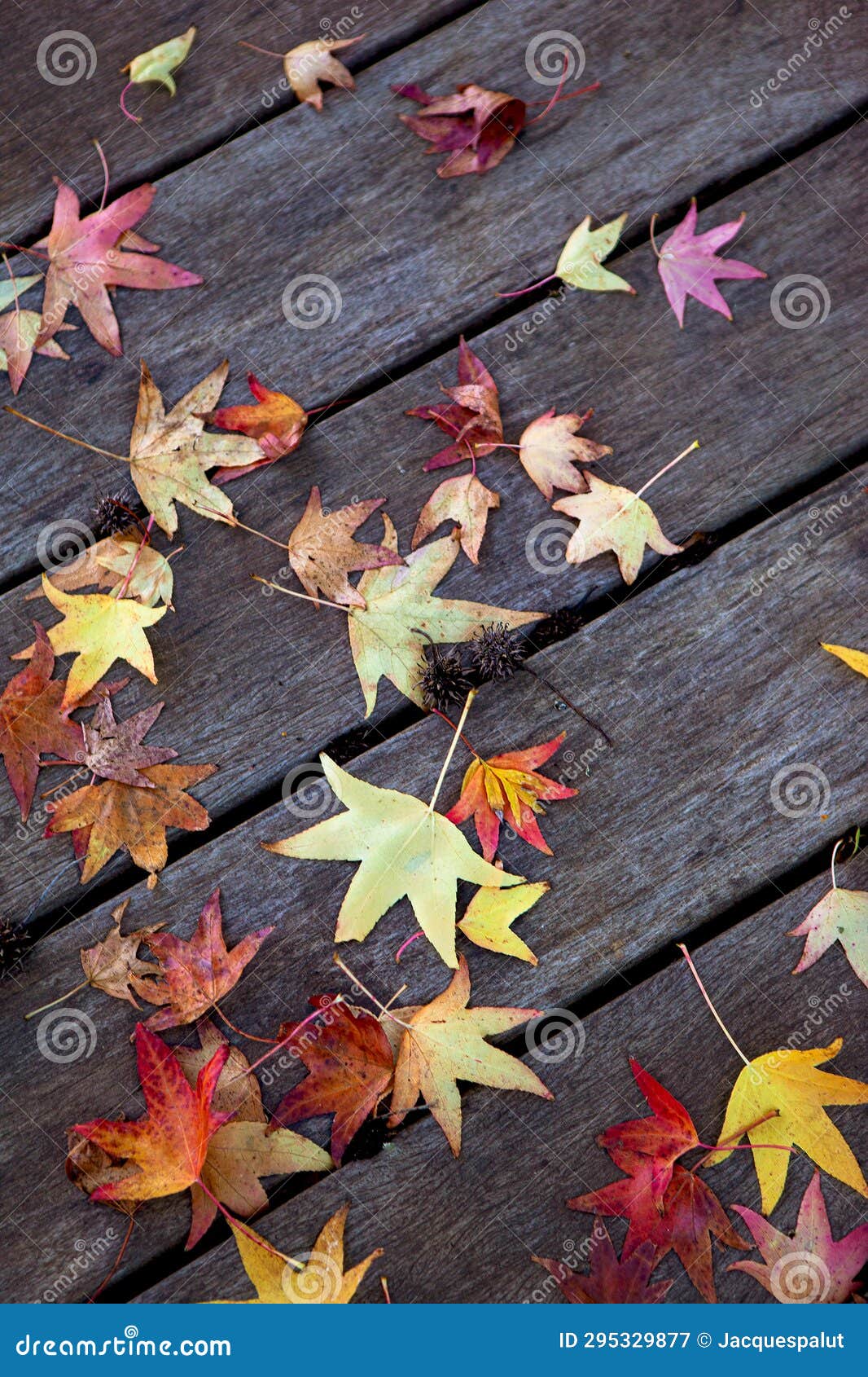 November Colors on the Ground Stock Image - Image of wooden, deck ...