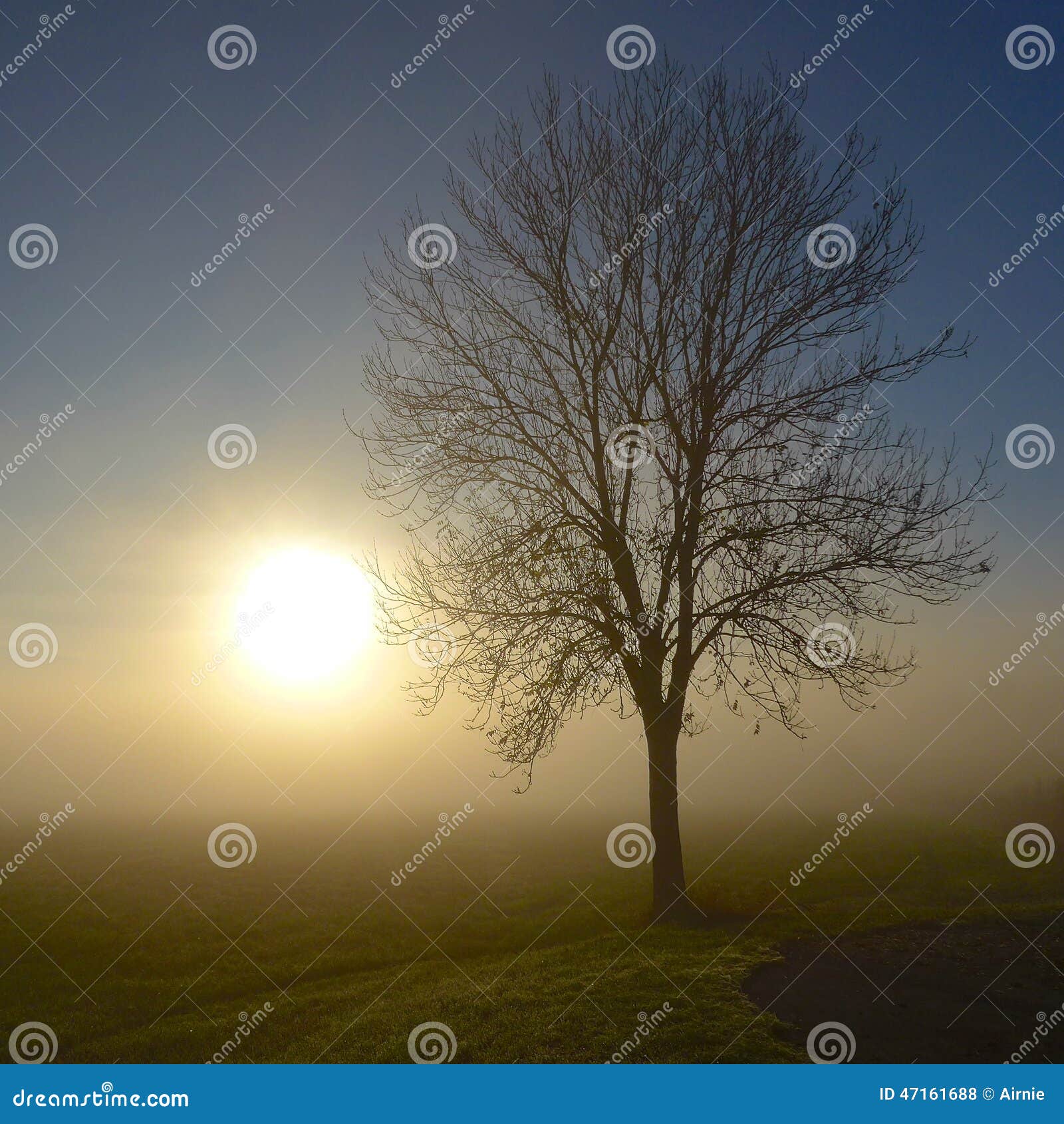 November Fog is coming stock photo. Image of tree, sunset - 47161688