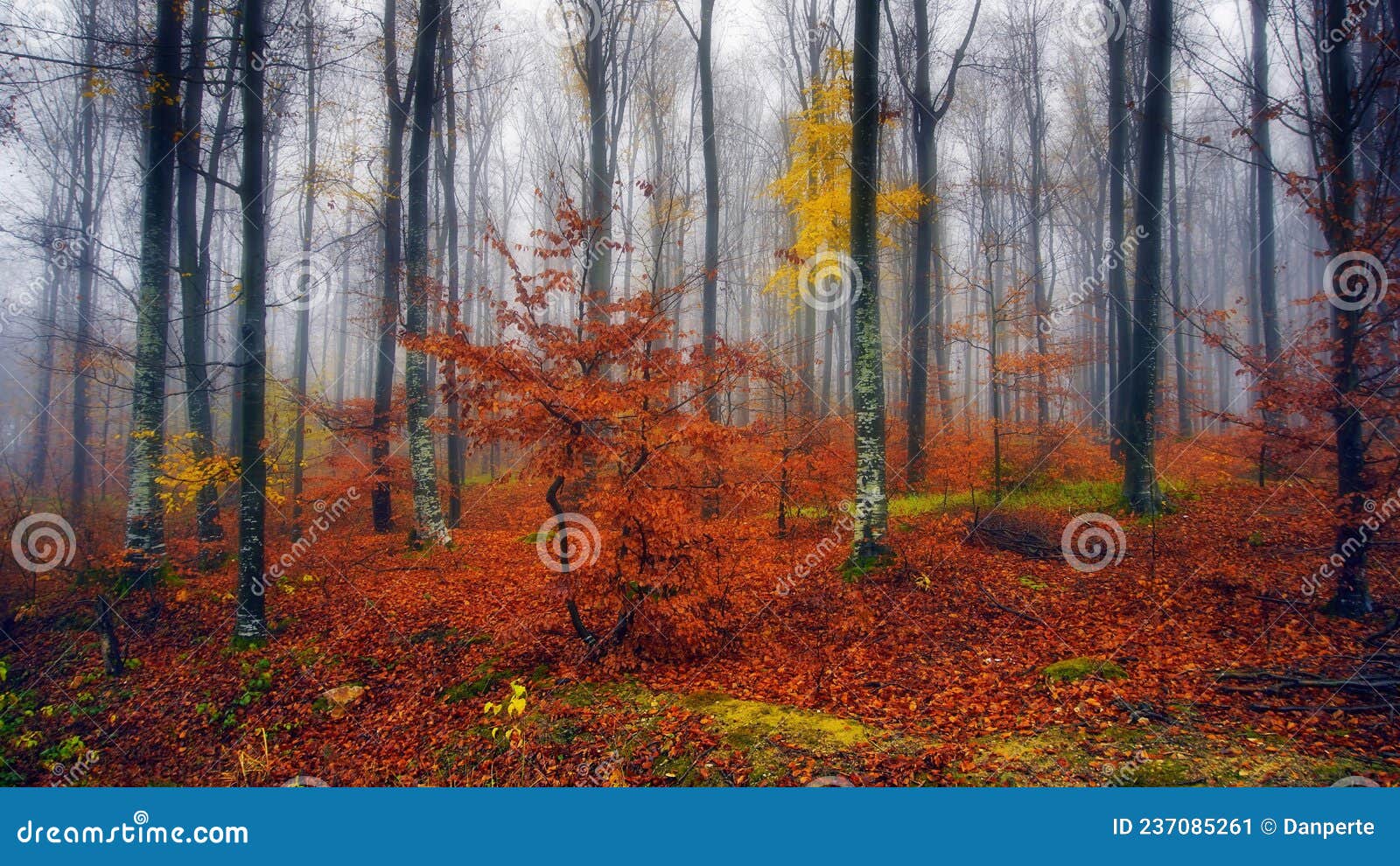 November forest stock image. Image of leaves, fall, beech - 237085261