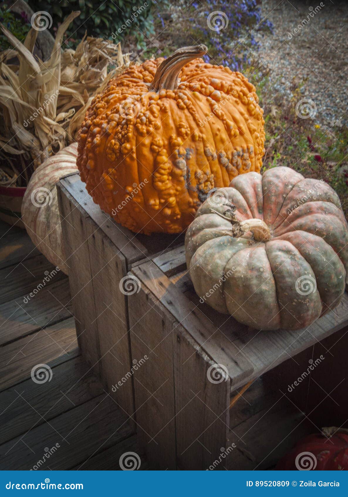 November Harvest stock image. Image of agriculture, season - 89520809