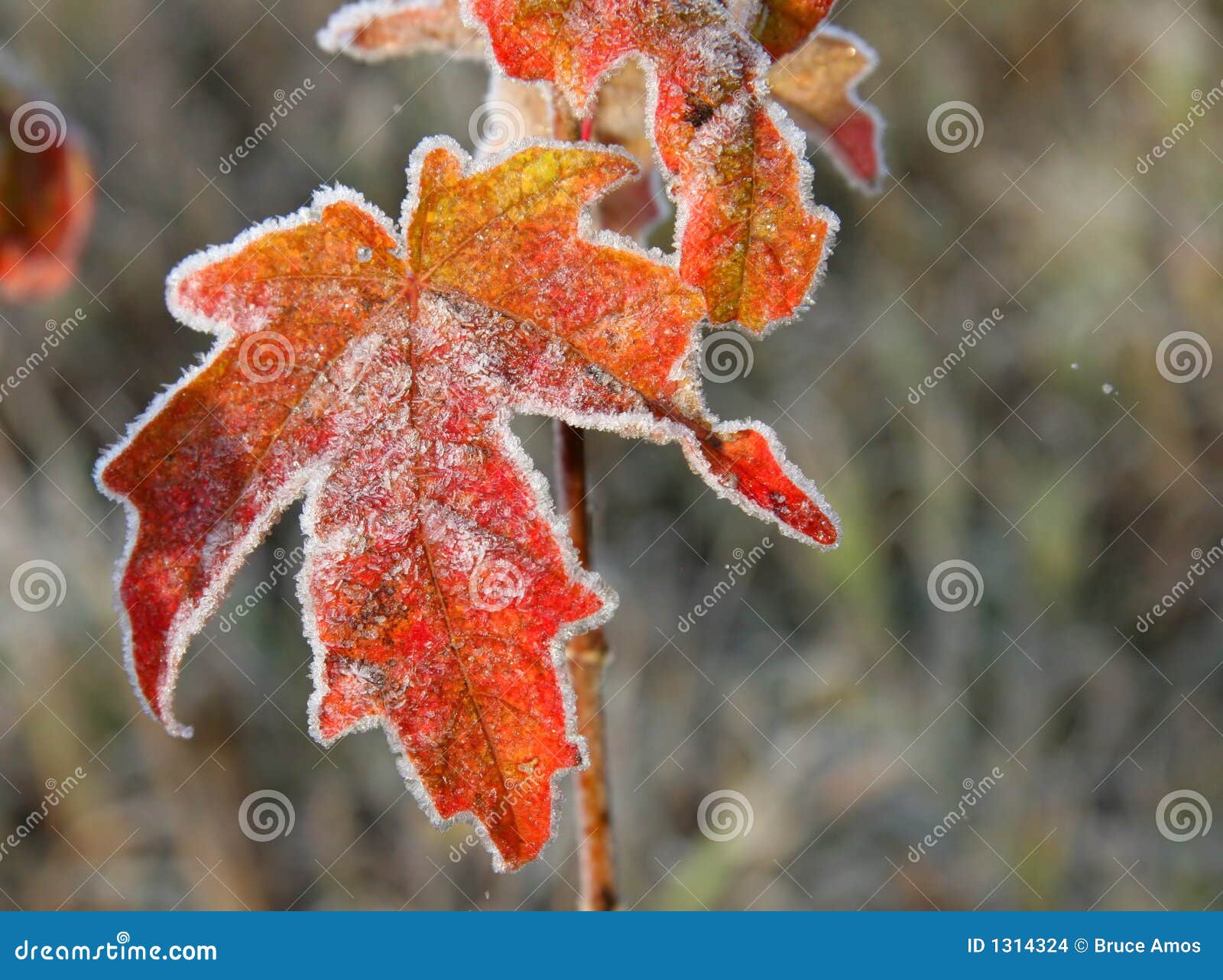 November leaves stock photo. Image of scene, cold, colorful - 1314324