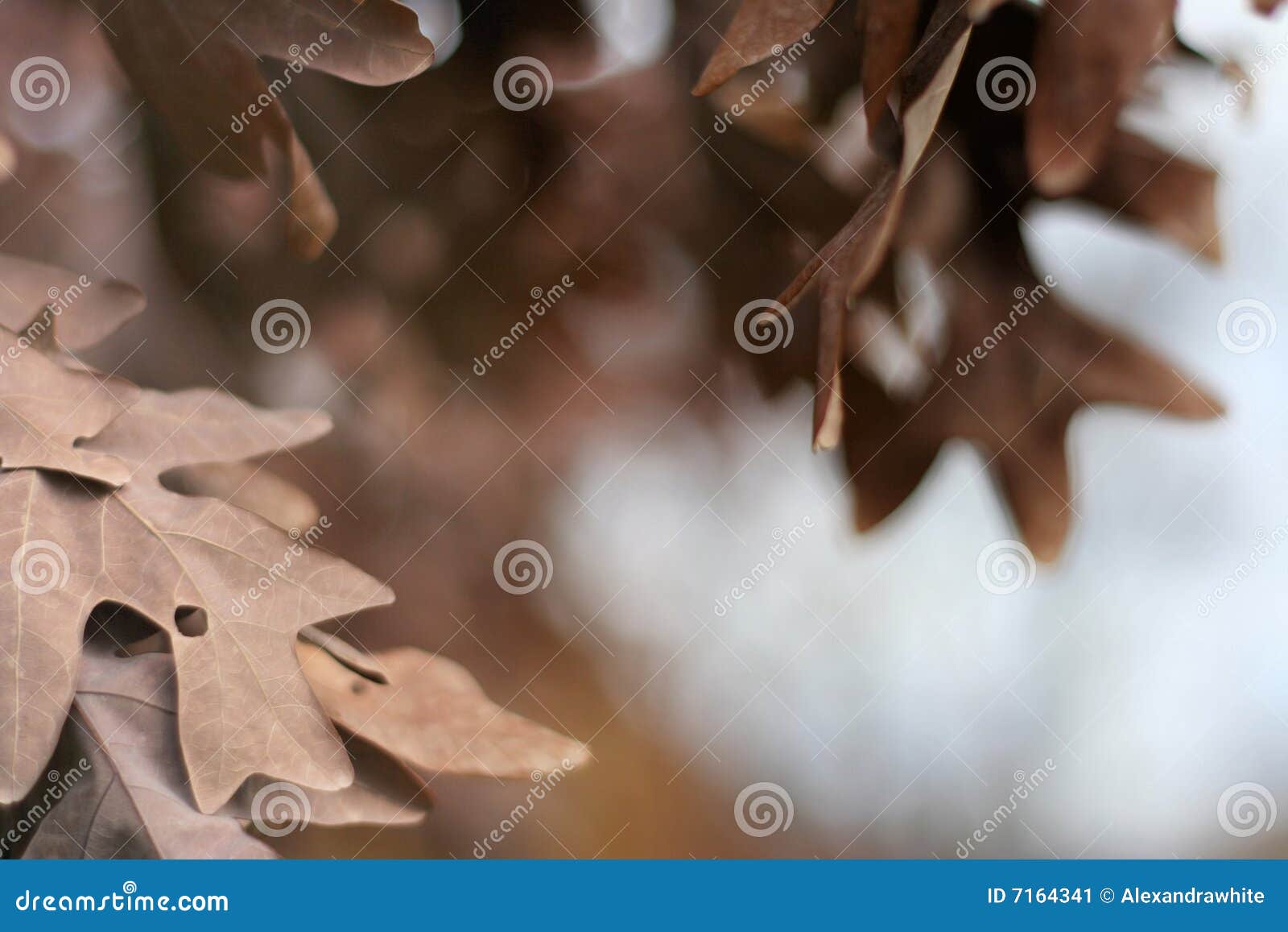 November Leaves stock image. Image of november, autumn - 7164341