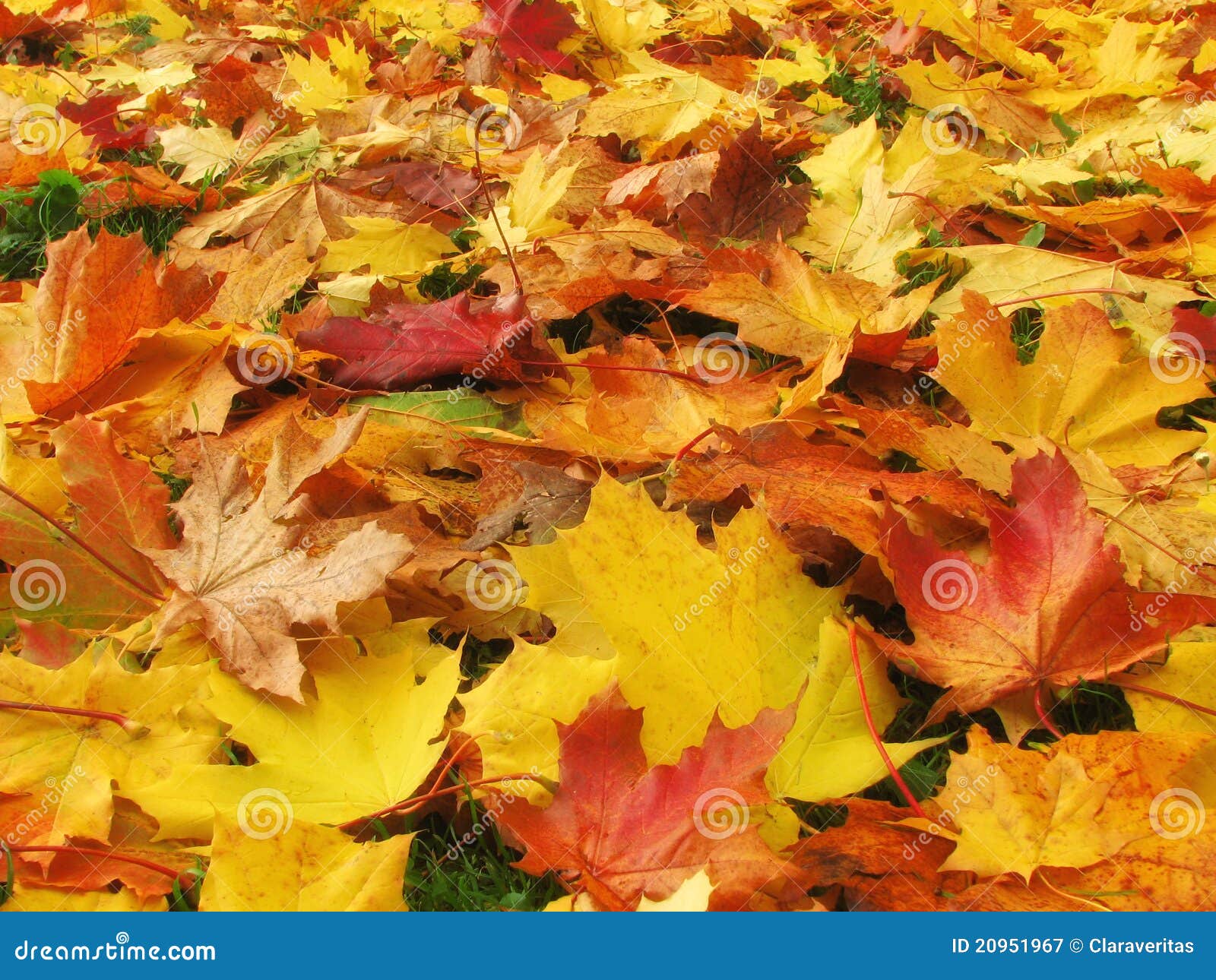 November leaves - autumn stock image. Image of green - 20951967