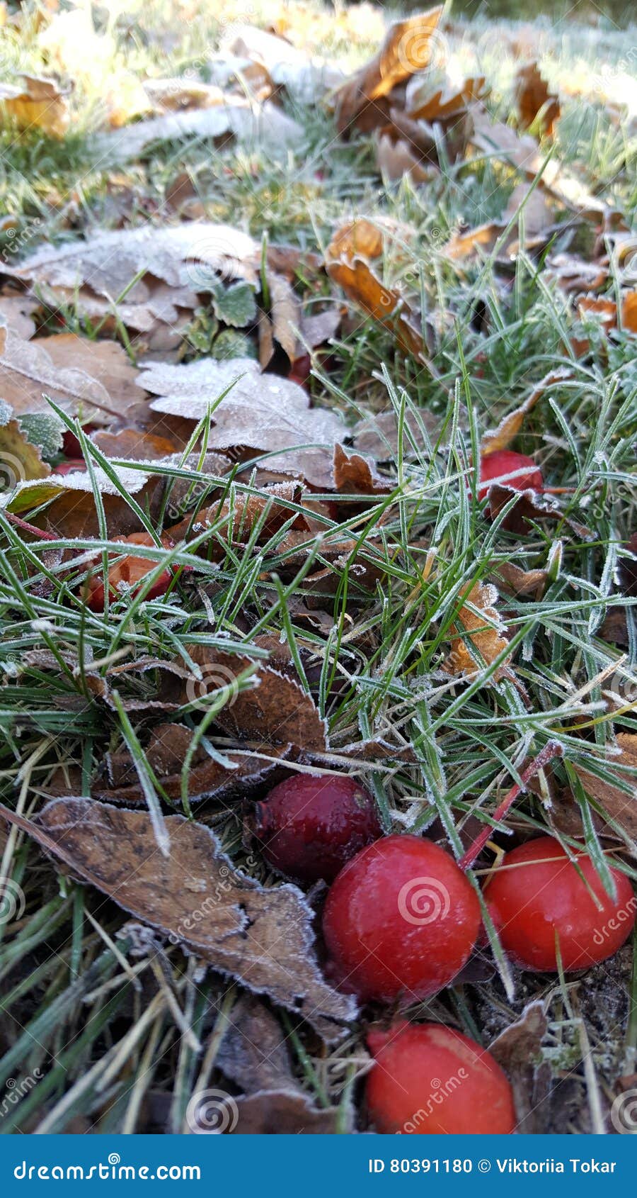 November morning stock photo. Image of morning, nature - 80391180