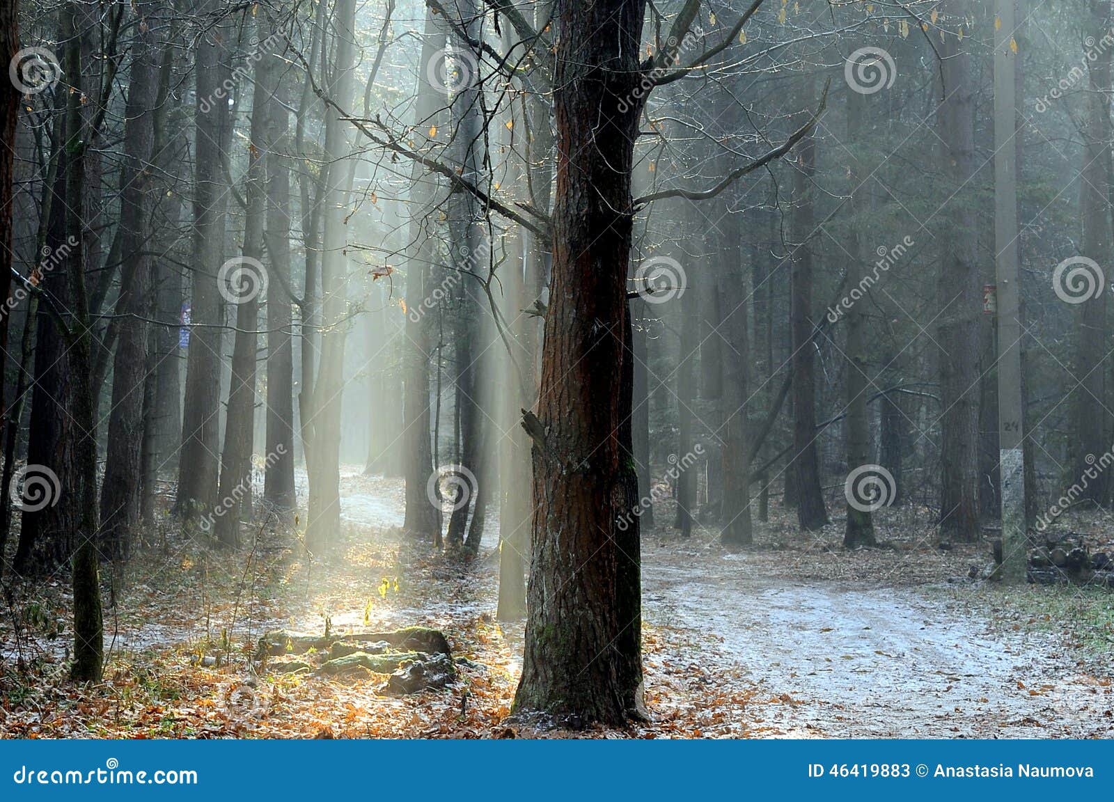 November sun stock image. Image of trees, road, russia - 46419883
