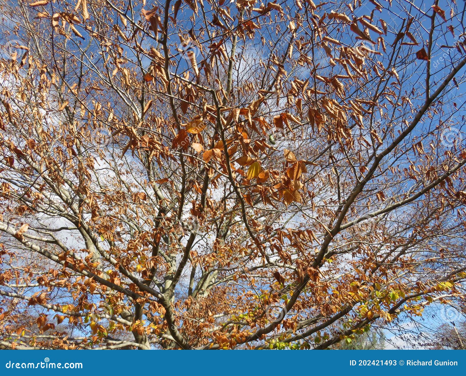 November Tree Will Soon Be Bare Stock Image - Image of bare, soon ...