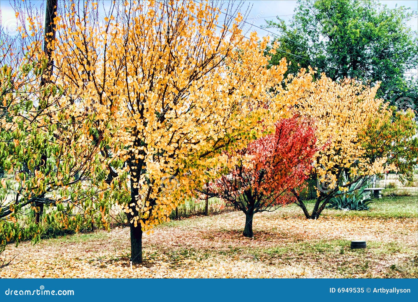 November Trees stock image. Image of amazing, yellow, falling - 6949535