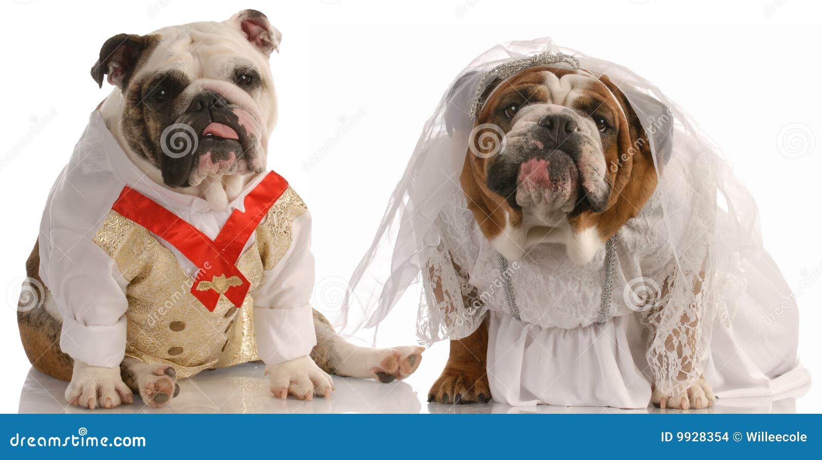 Novia y novio del perro foto de archivo. Imagen de novia - 9928354