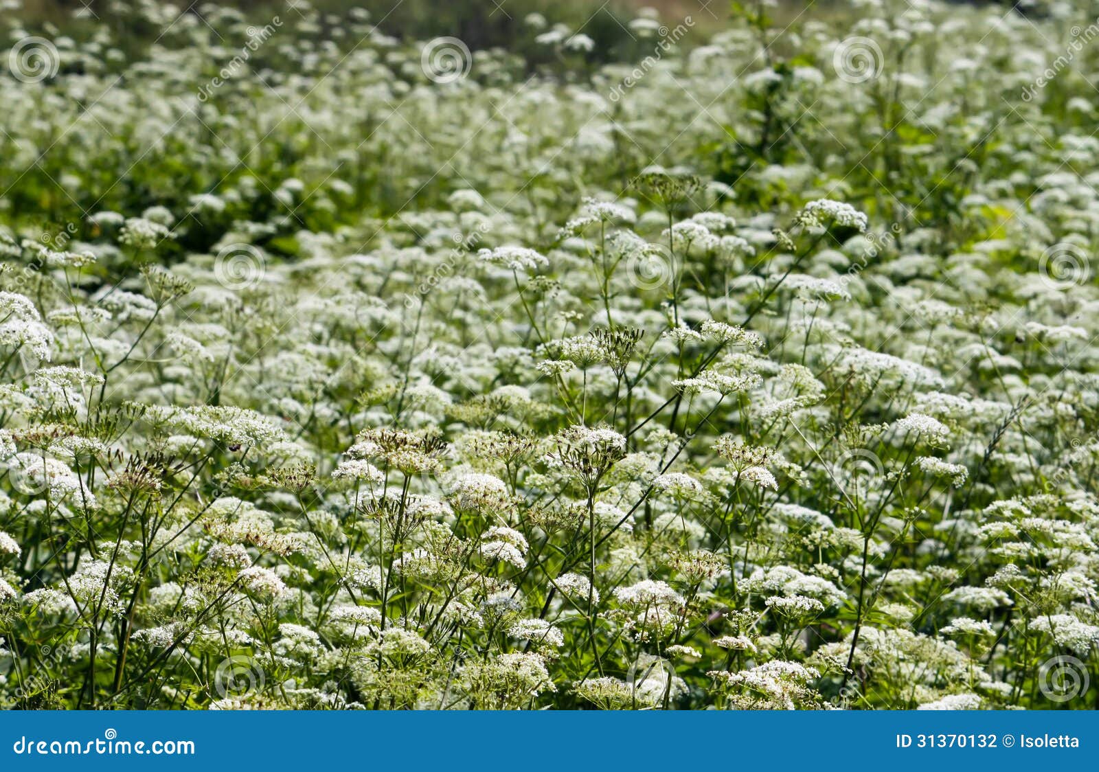 Noxious plants stock photo. Image of nonurban, hedge - 31370132