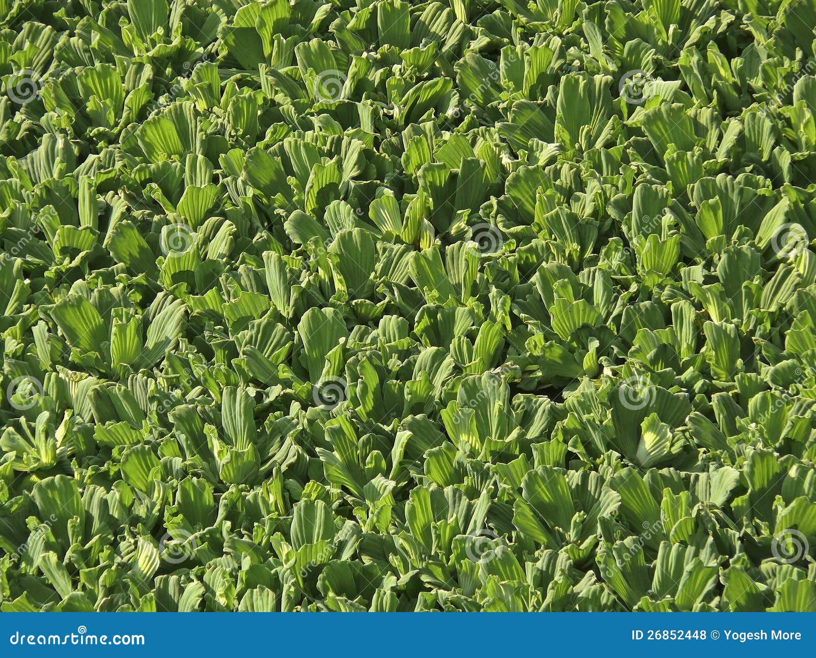 Noxious Weed Of Cuscuta Campestris Stock Photo | CartoonDealer.com ...