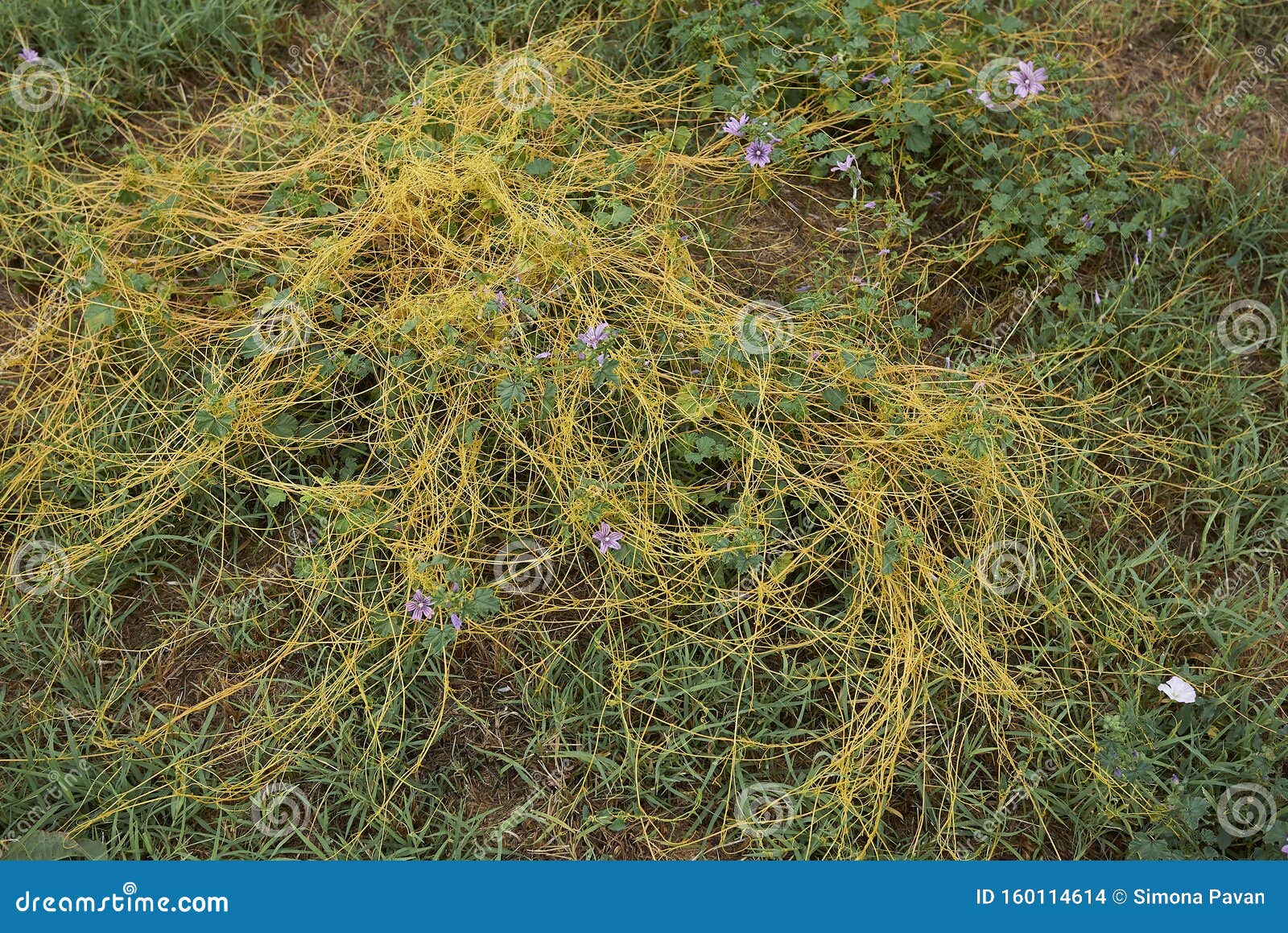 Noxious Weed Of Cuscuta Campestris Stock Photo | CartoonDealer.com ...
