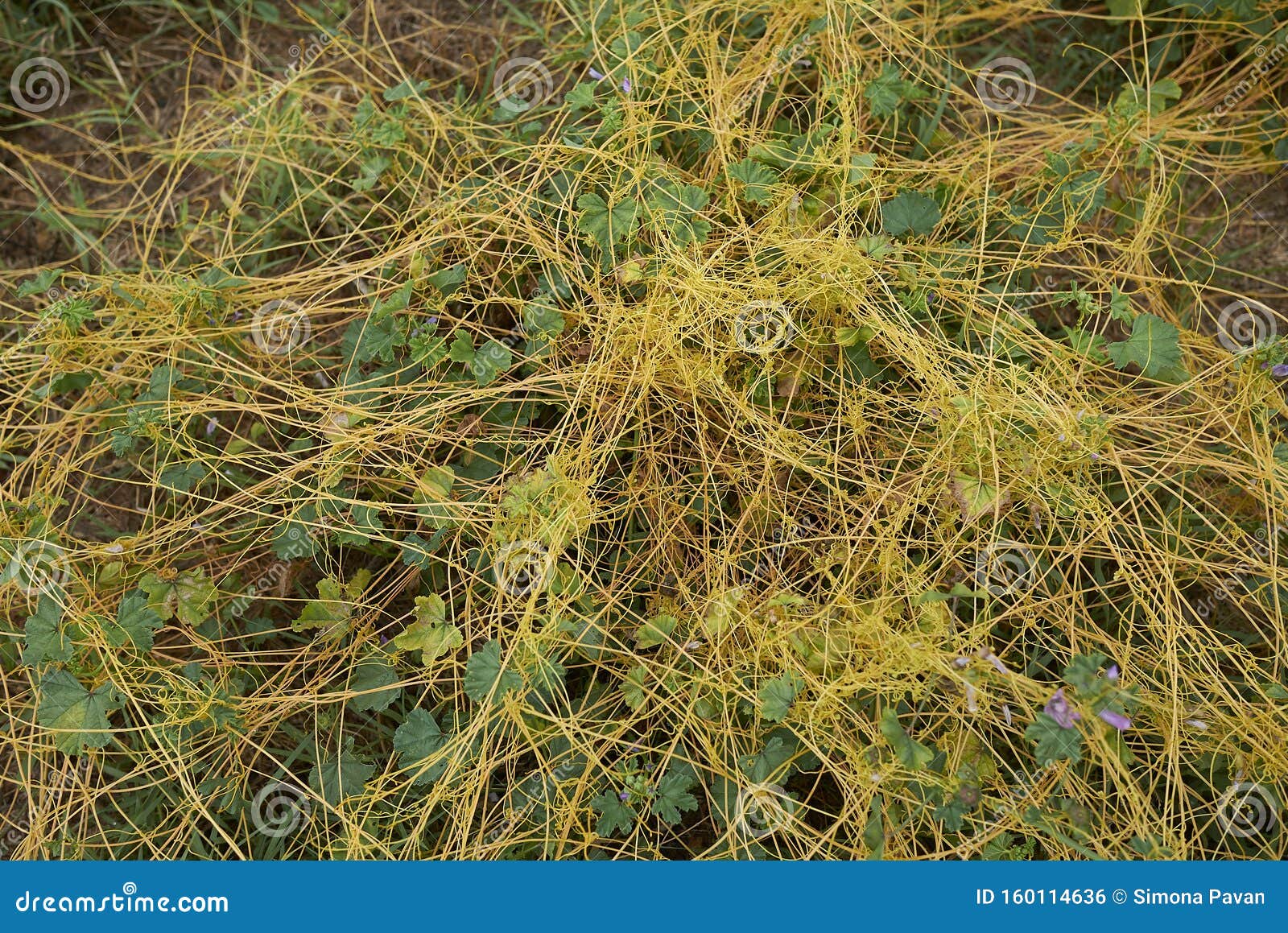 Golden Dodder (Cuscuta Campestris) On Sugar Beet Plant. Stock Image ...