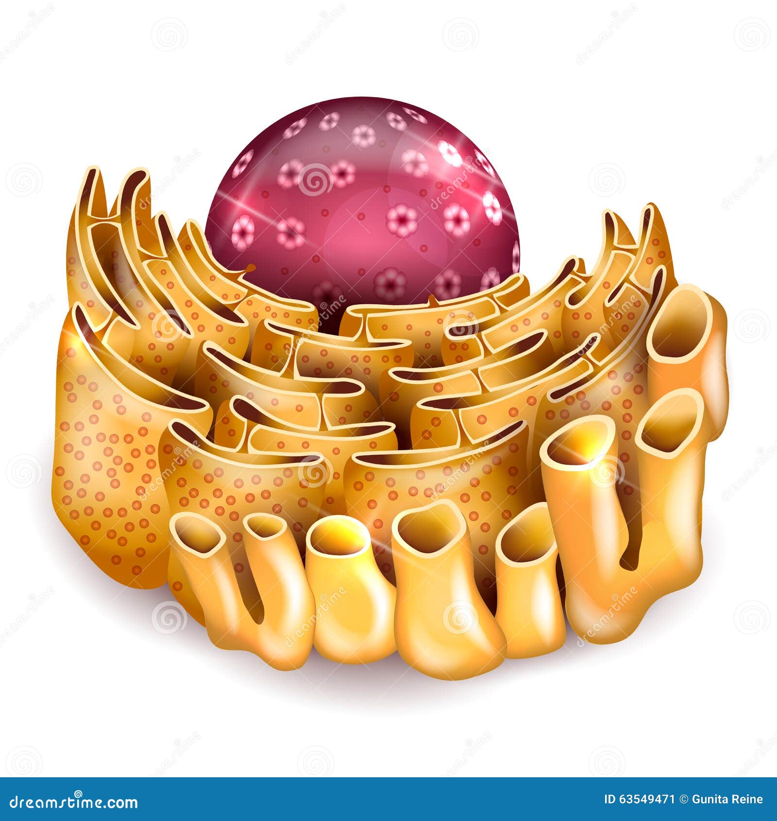 Noyau Et Réticulum Endoplasmique De Cellules Illustration de Vecteur ...