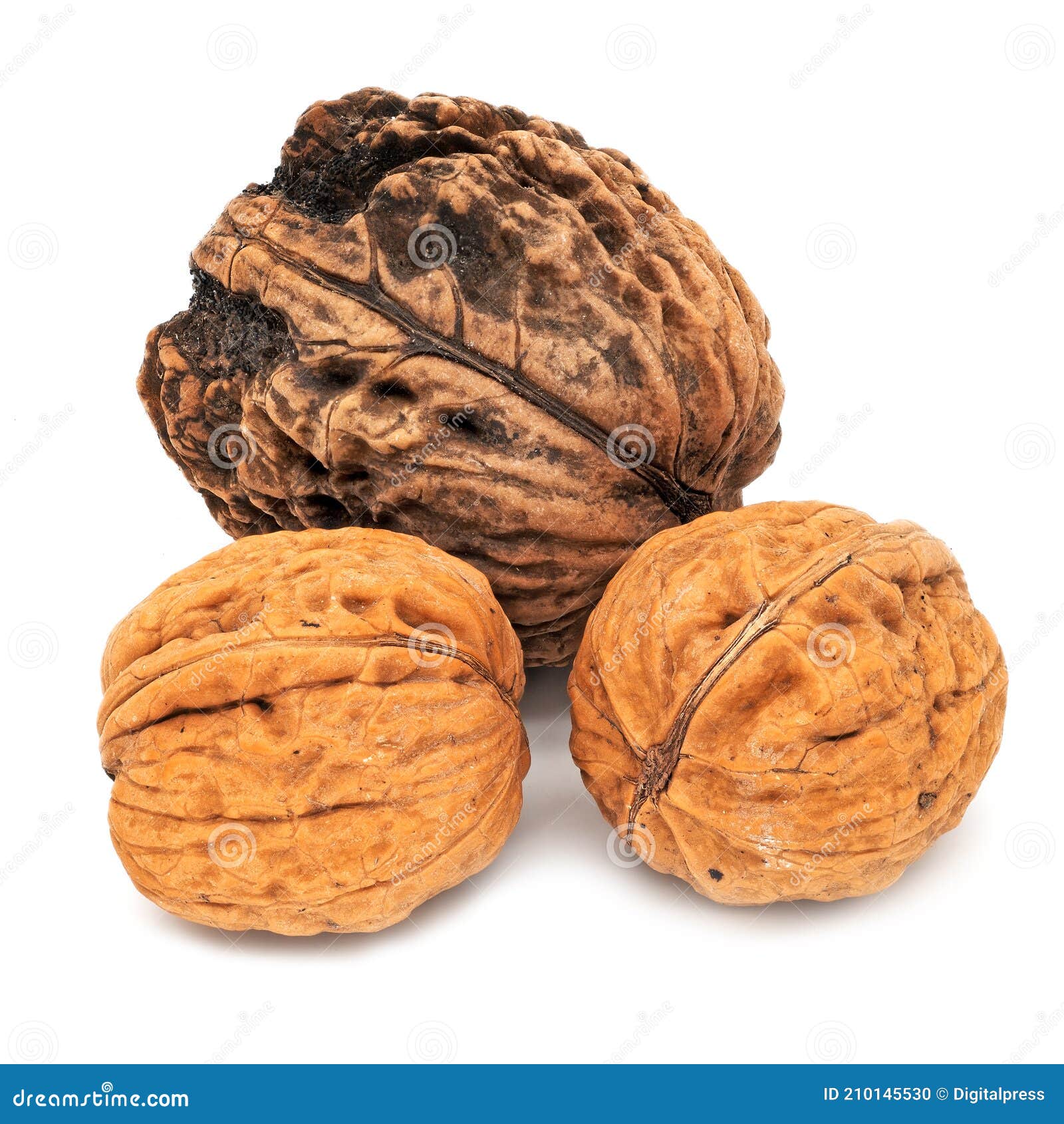 Noyer gros photo stock. Image du projectile, studio - 210145530