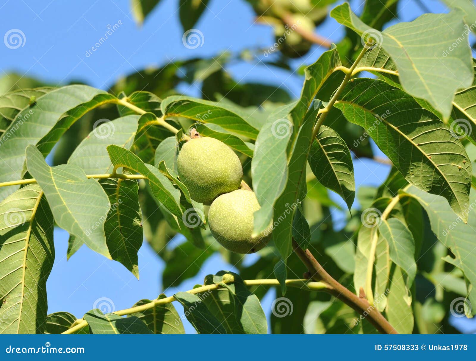 Noyer (juglans Regia) Avec Le Fruit Image stock - Image du était ...