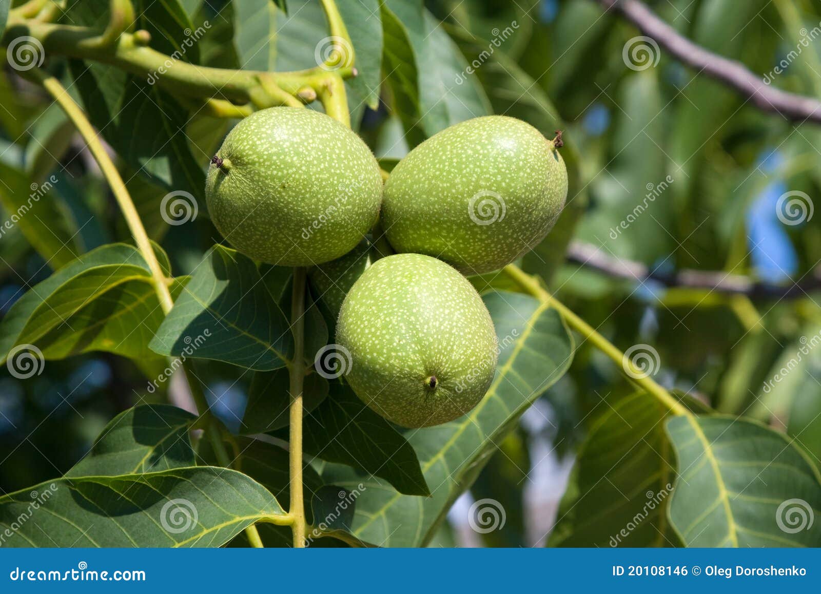 Nozes em uma árvore foto de stock. Imagem de botânica - 20108146