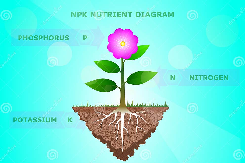 NPK Nutrient Diagram Vector and Isolate Stock Vector - Illustration of ...