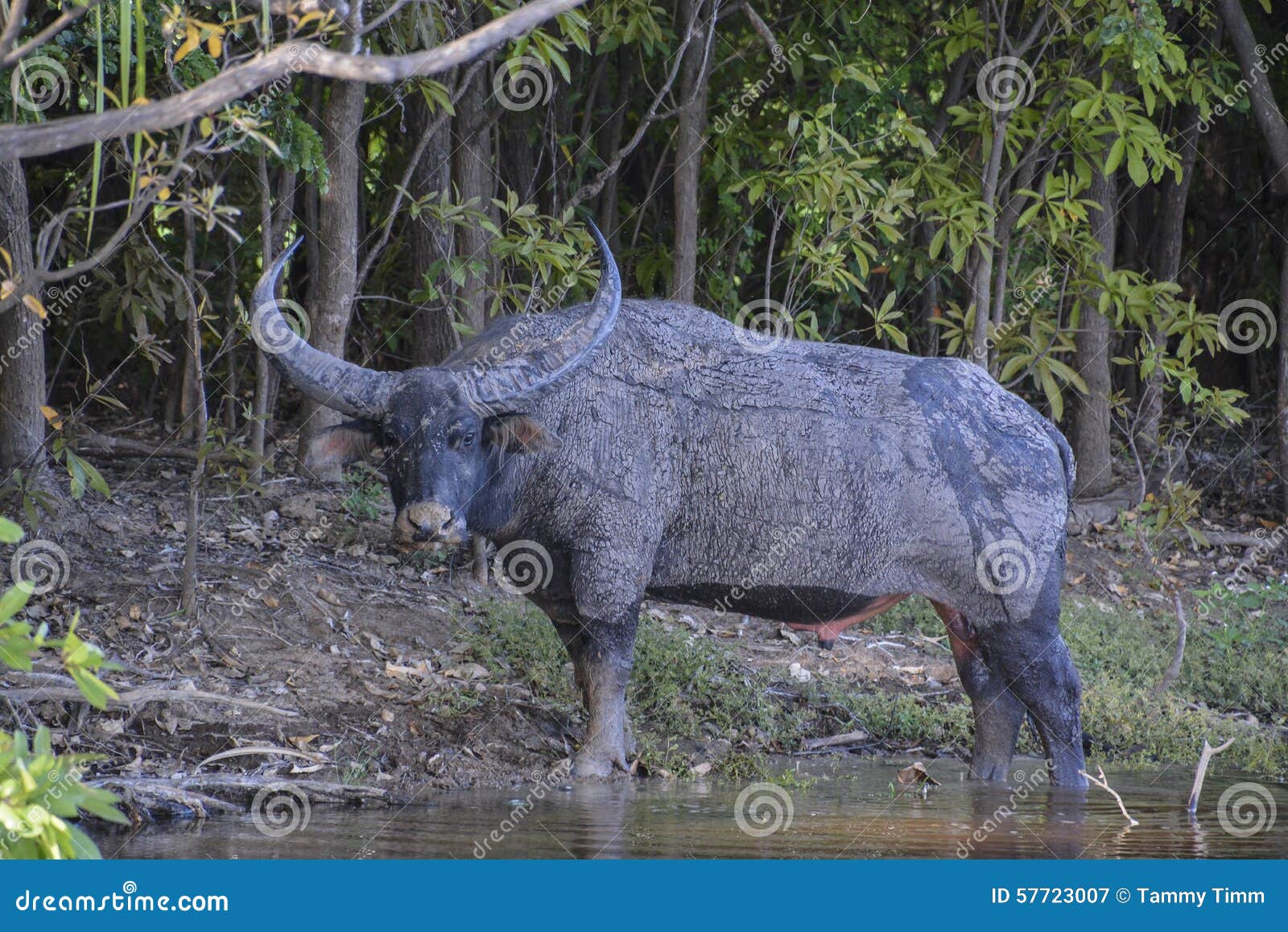 Nt Water Buffalo Stock Photos - Free & Royalty-Free Stock Photos from ...