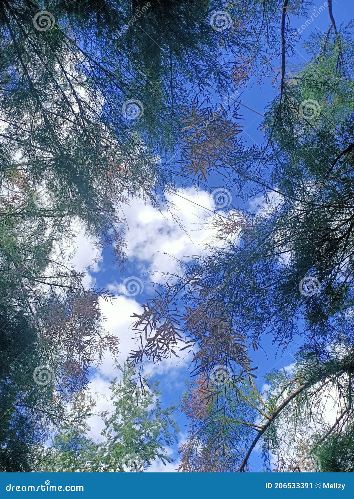 Nubes imagen de archivo. Imagen de rosa, flores, hojas - 206533391