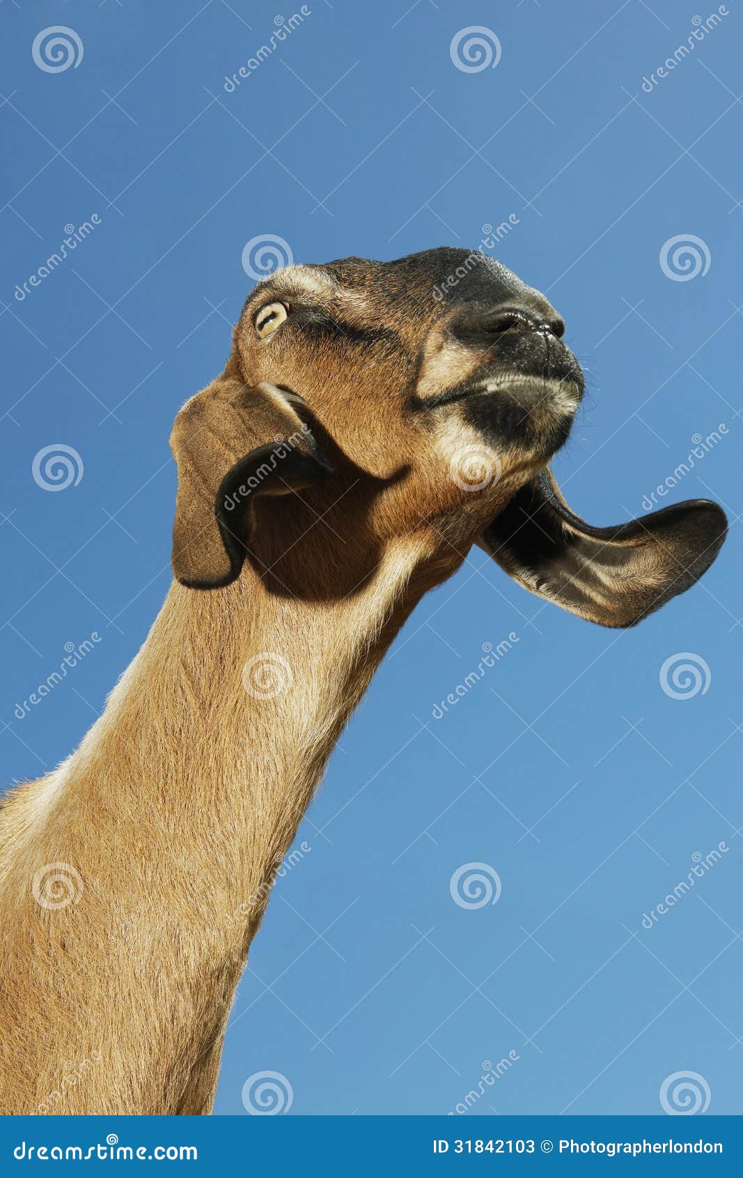 Nubian Goat Against Blue Sky Stock Image - Image of blue, australia ...