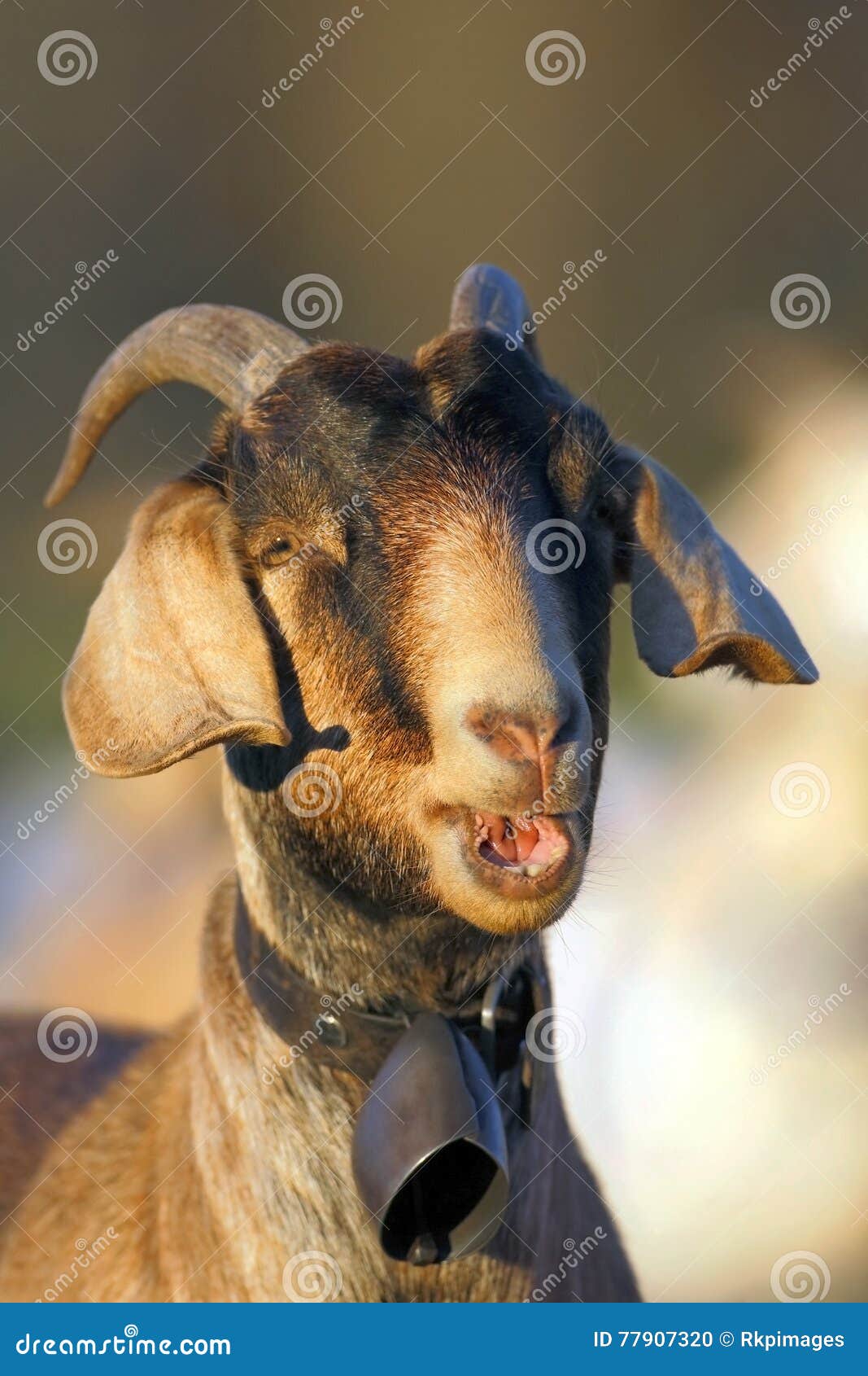 Nubian Goat calling stock photo. Image of mammals, domestic - 77907320