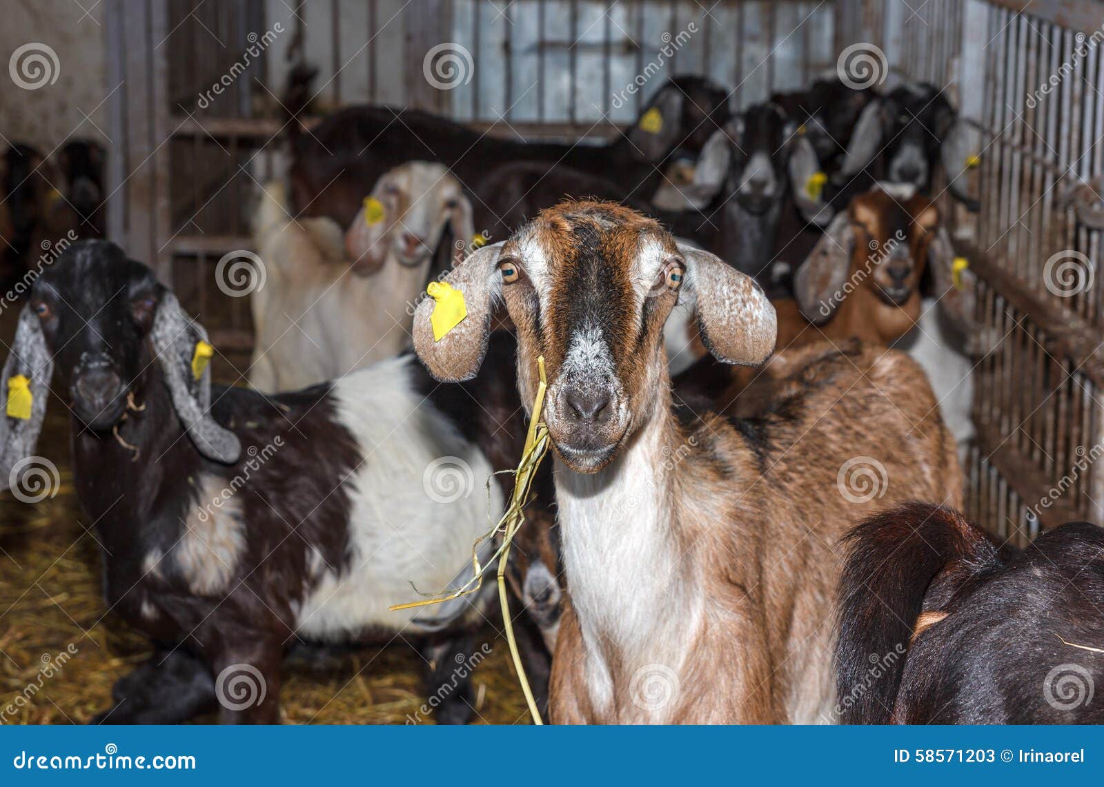 Nubian goats group stock image. Image of breeding, hair - 58571203