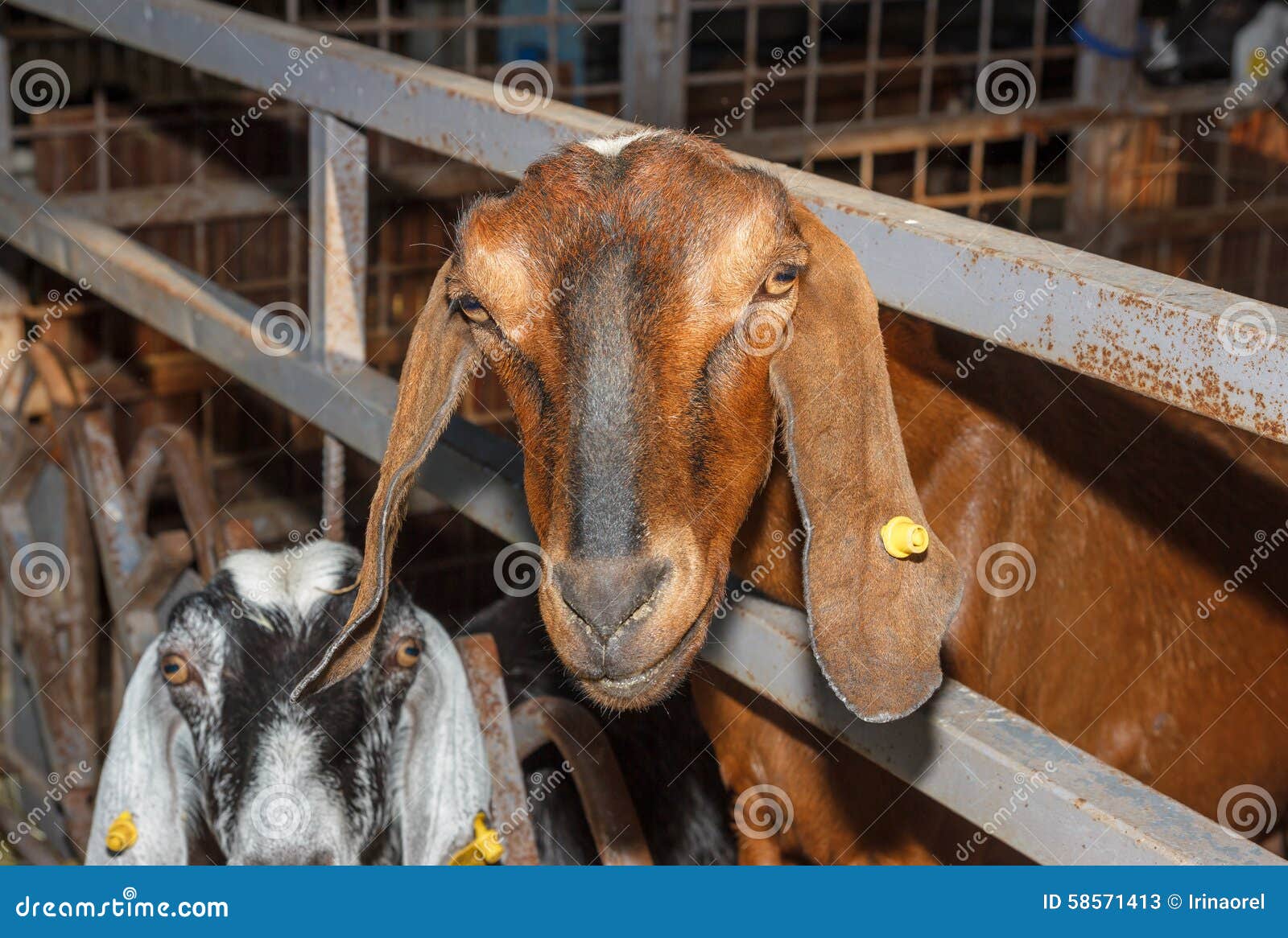 Nubian goats red stock image. Image of brown, nose, beard - 58571413