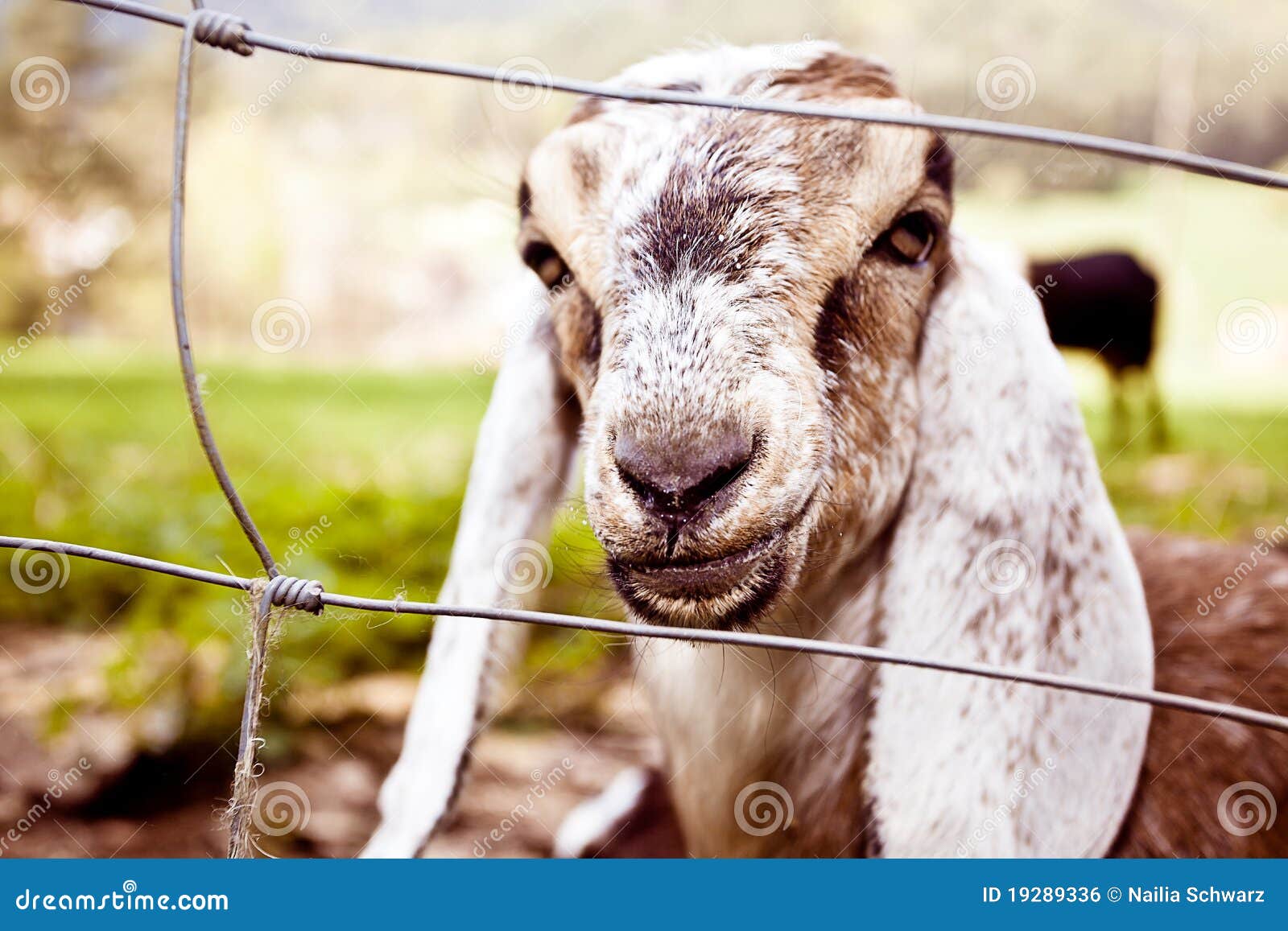 Nubian goats in Spring stock photo. Image of germany - 19289336