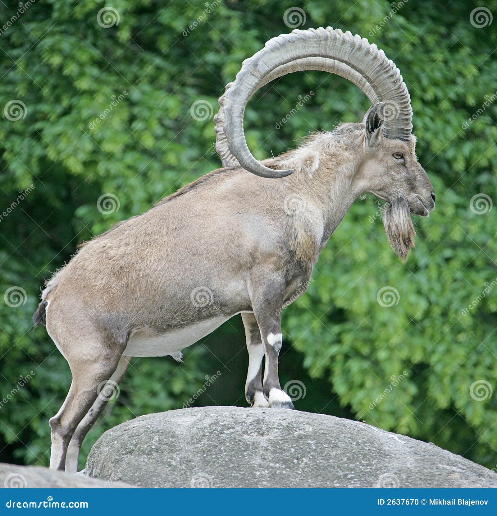 Nubian ibex 1 stock photo. Image of population, hoof, goat - 2637670