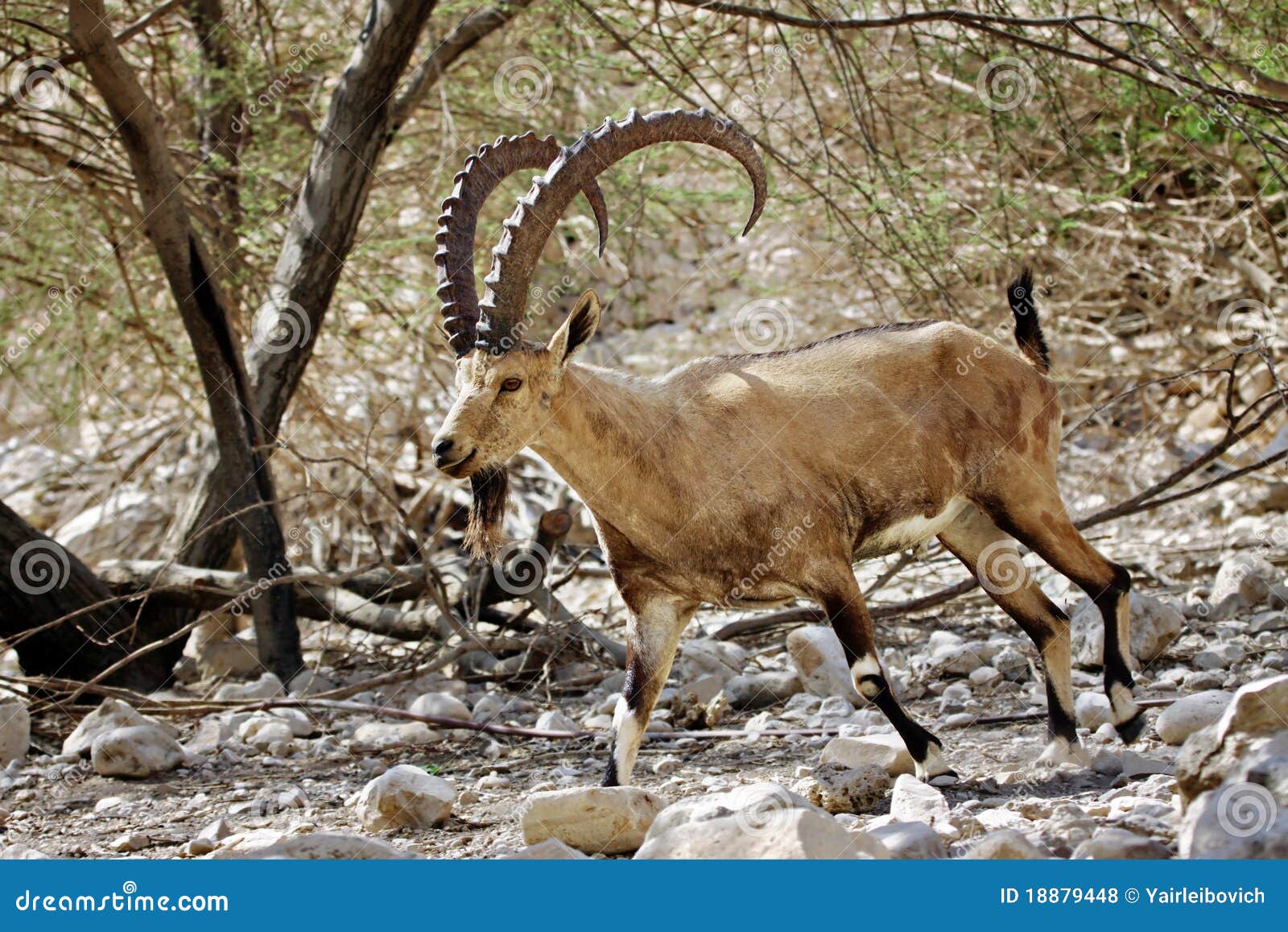 Nubian Ibex stock photo. Image of antelope, ibex, rocks - 18879448