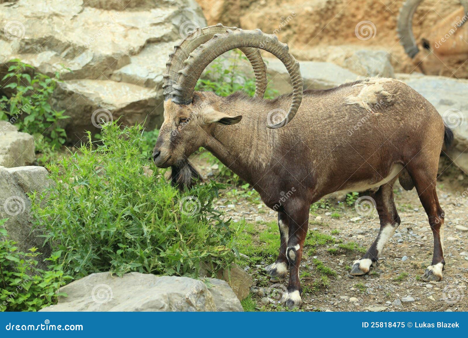 Nubian ibex stock image. Image of nubiana, nature, capra - 25818475