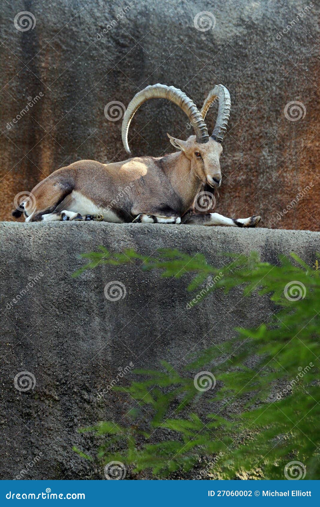 Nubian Ibex stock photo. Image of ibex, goatee, france - 27060002