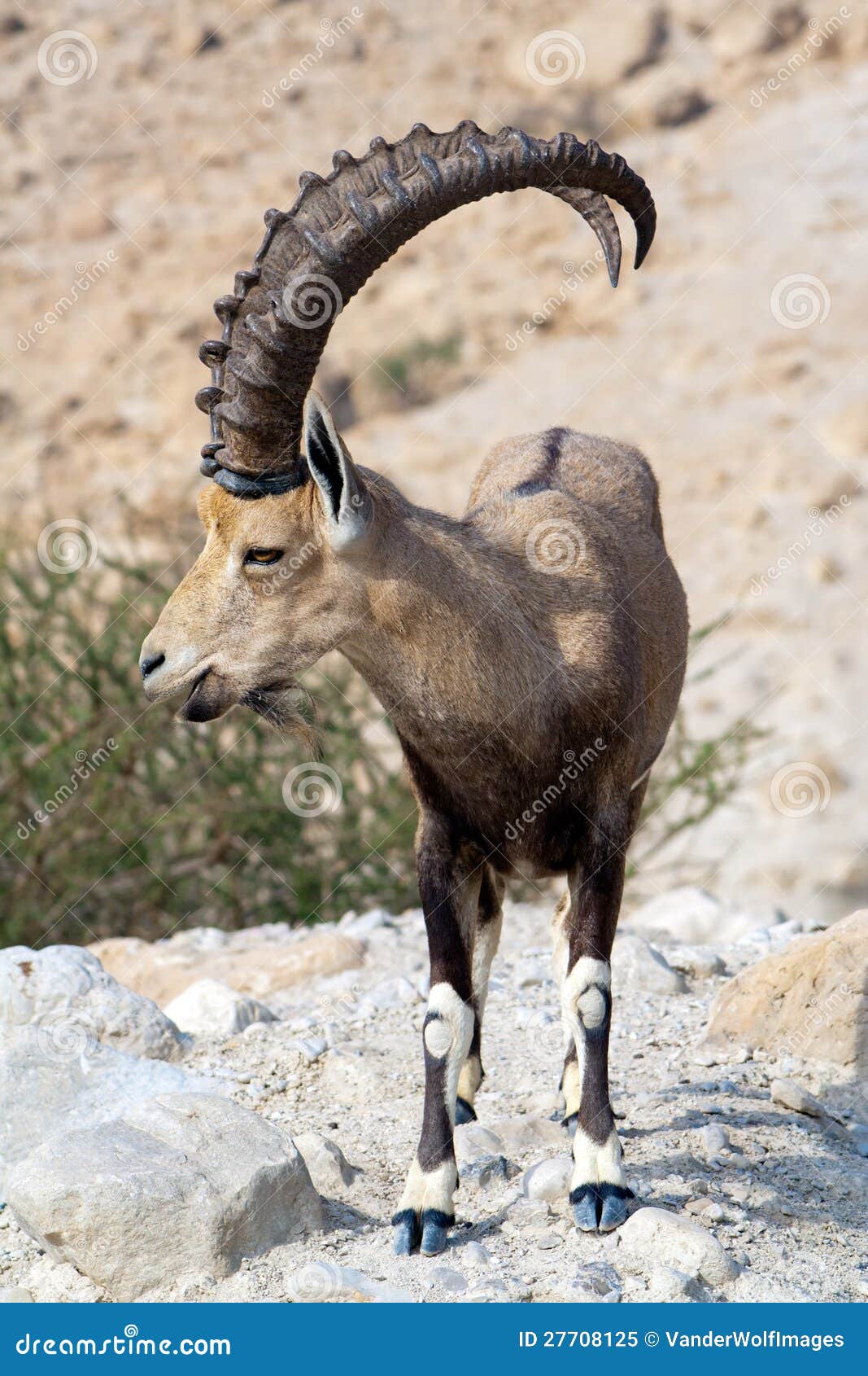 Nubian ibex stock image. Image of mammal, israel, desert - 27708125
