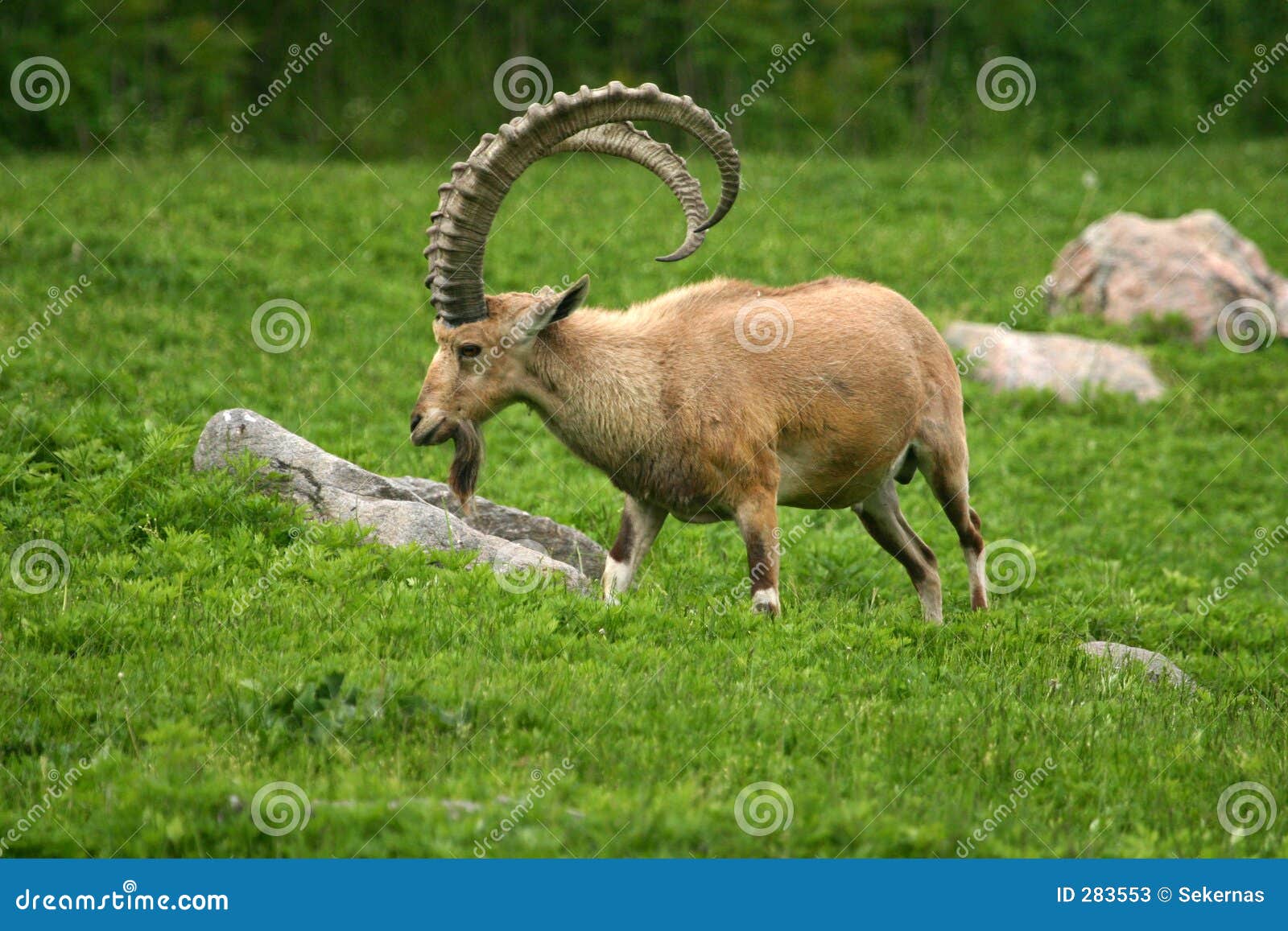 Nubian ibex stock image. Image of grazer, animals, wildlife - 283553