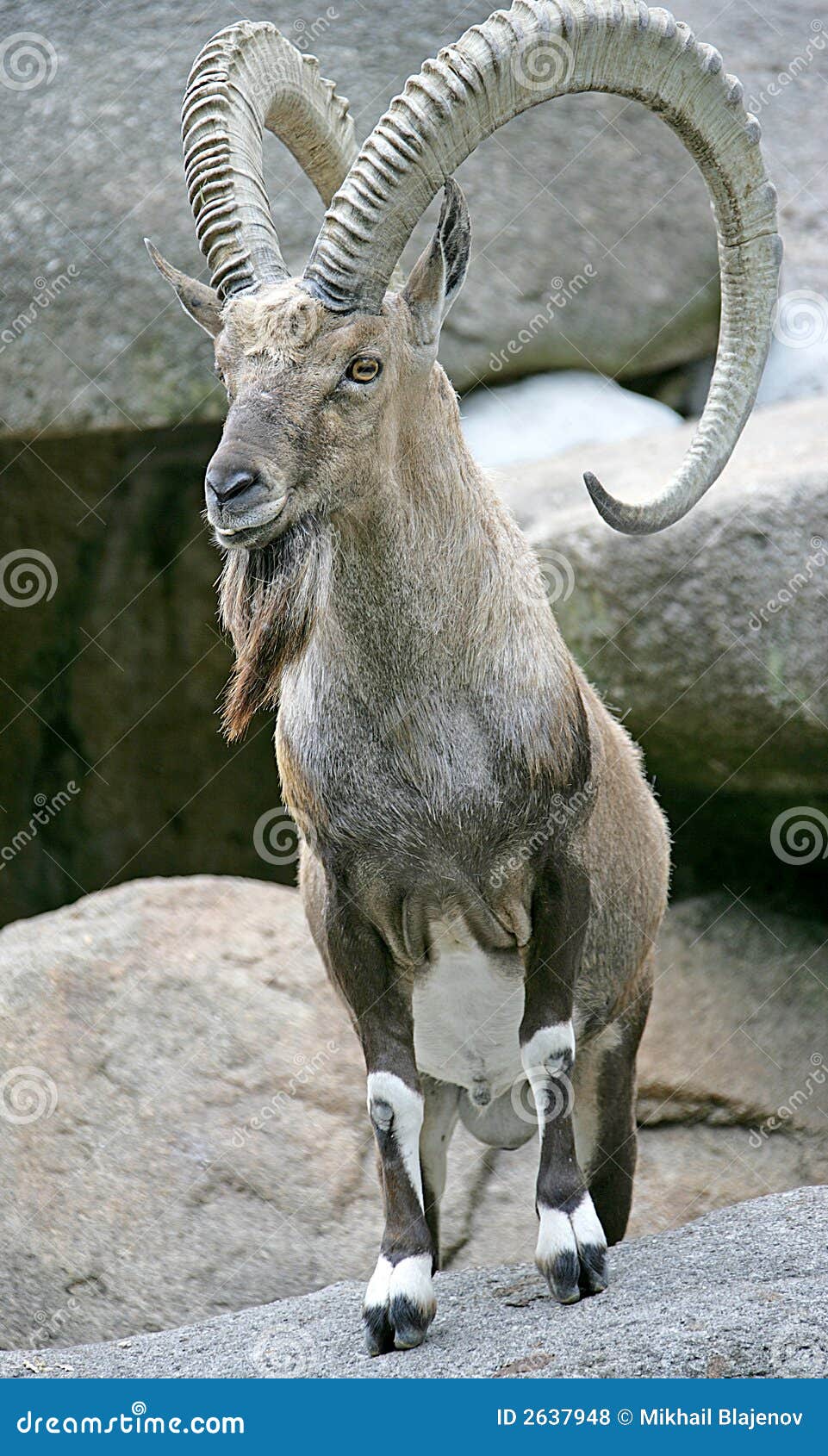 Nubian ibex 3 stock photo. Image of portrait, hoof, savannah - 2637948