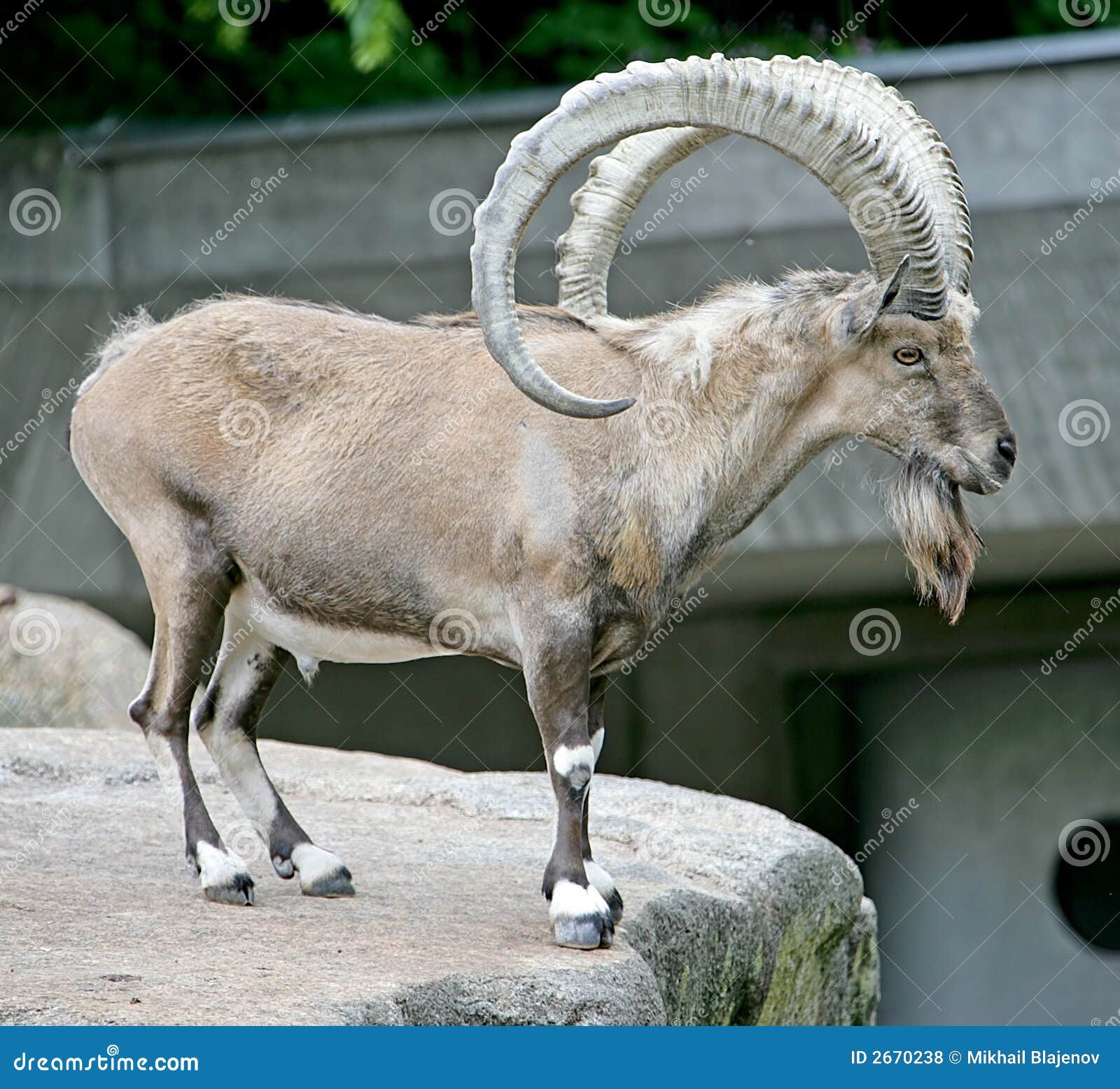 Nubian ibex 4 stock photo. Image of grey, ecology, goat - 2670238
