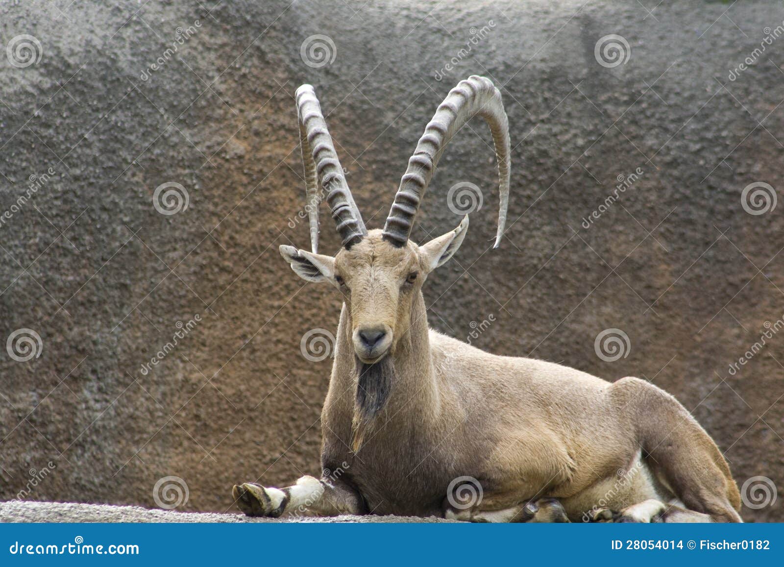 Nubian Ibex (Capra Nubiana) Stock Photo - Image of ibex, capra: 28054014