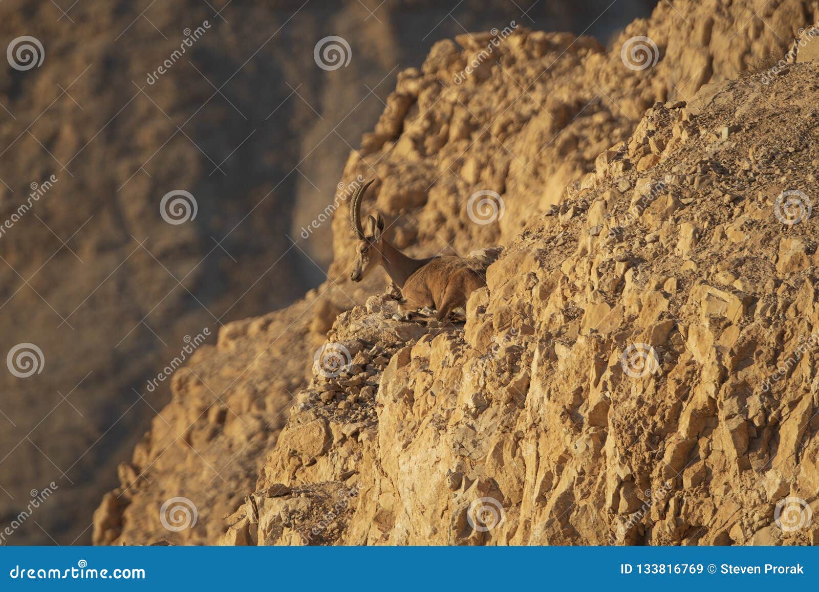 Nubian Ibex on the Cliffs of a Mountain Stock Image - Image of wildlife ...