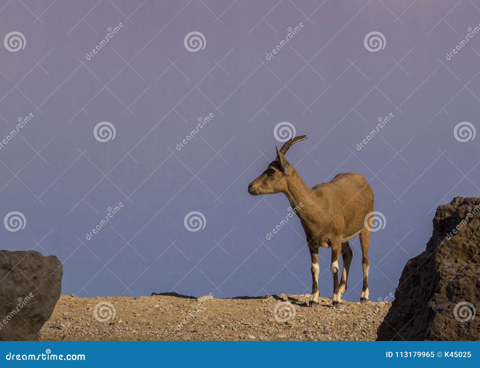 Nubian Ibex on the Dead Sea Shore, Israel Stock Image - Image of ...