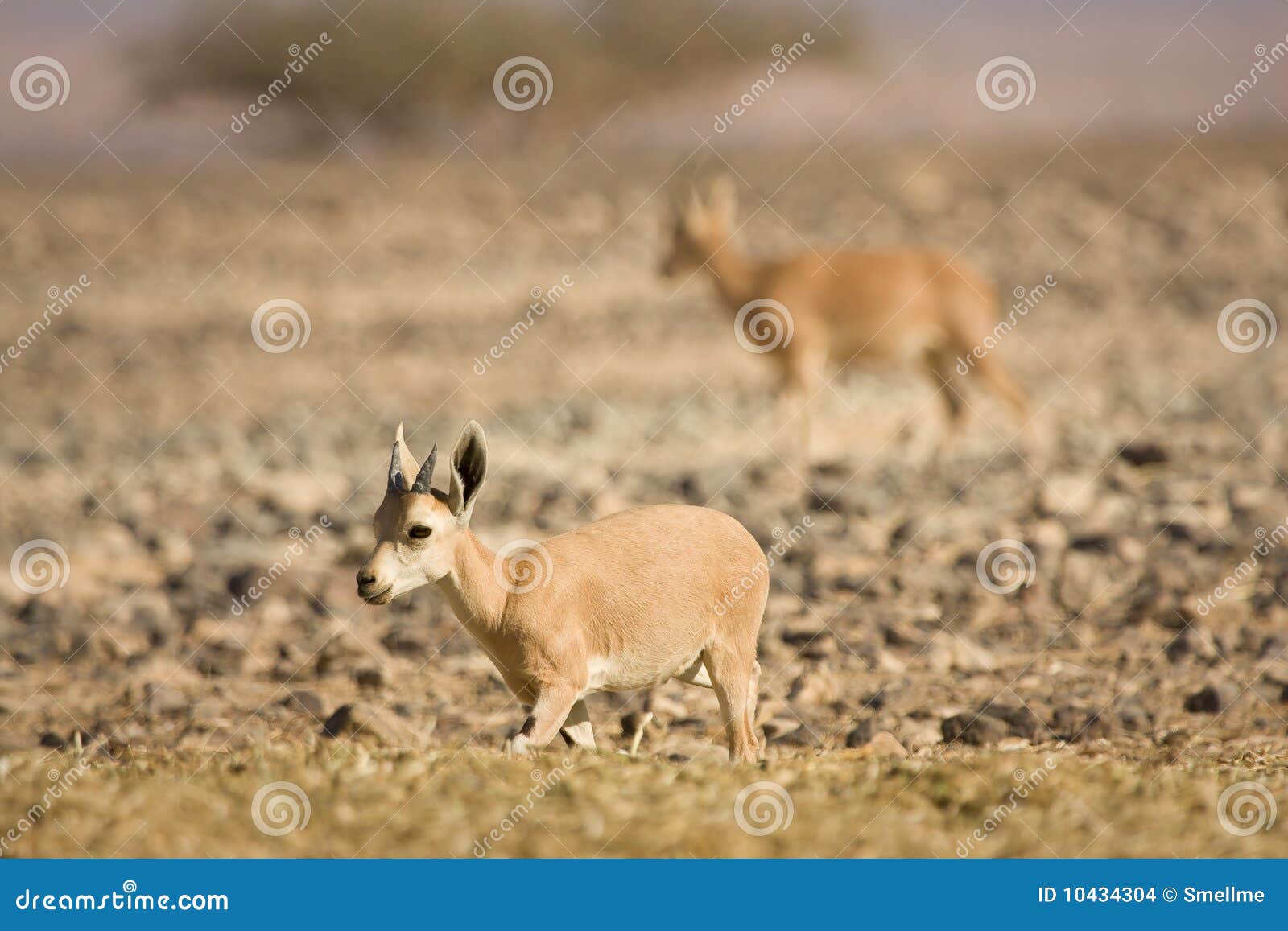 Nubian Ibex goat stock photo. Image of beige, mammal - 10434304