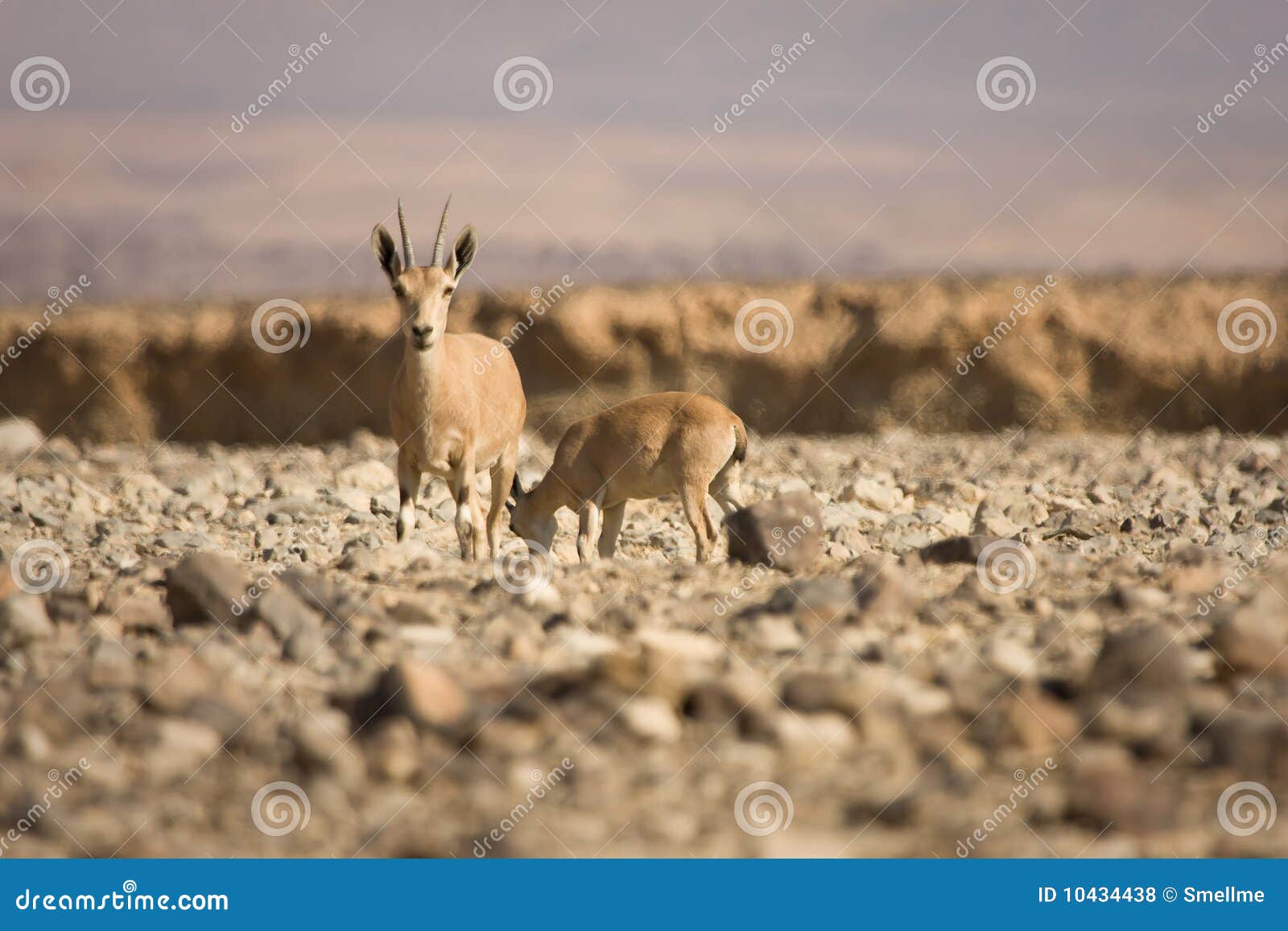 Nubian Ibex Goat with Young Stock Photo - Image of baby, ibex: 10434438