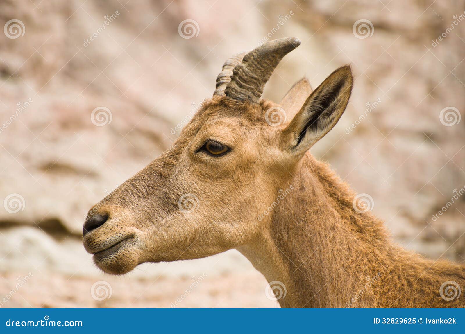 Nubian ibex stock image. Image of desert, nubian, gedi - 32829625