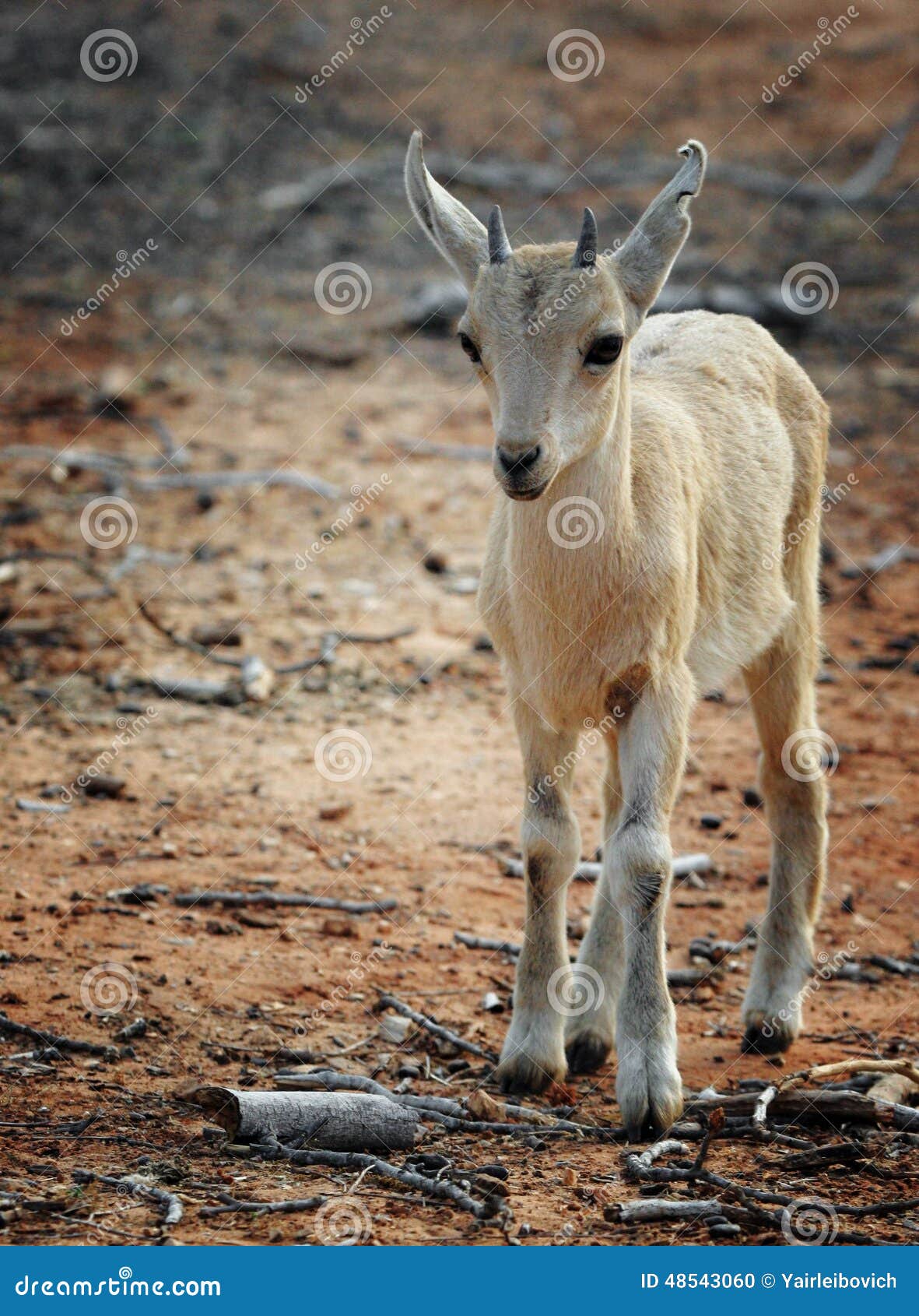 Nubian Ibex kid stock photo. Image of nubian, herbivore - 48543060