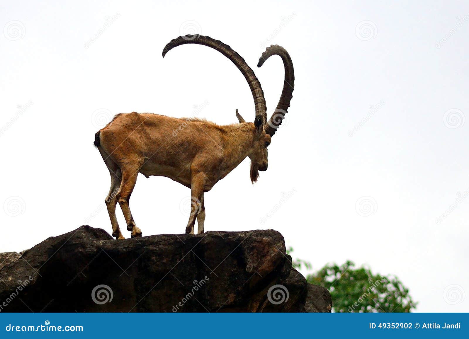 Nubian ibex stock photo. Image of jungle, horse, ibex - 49352902