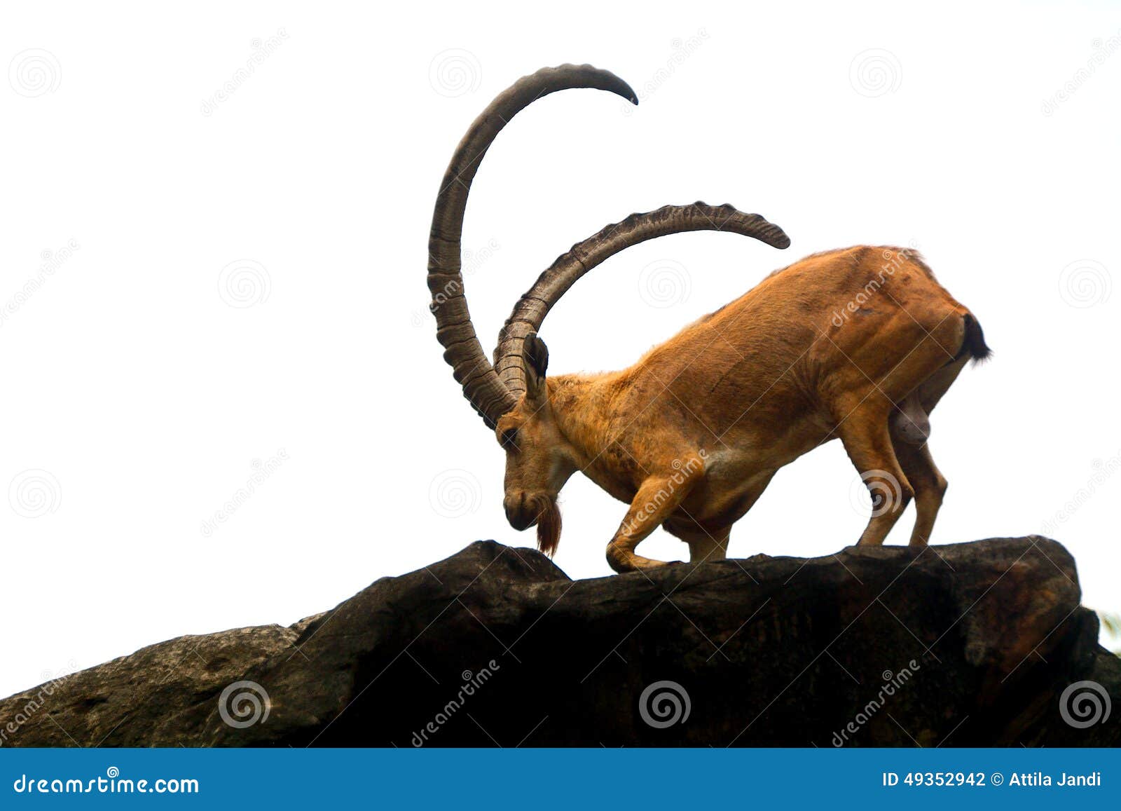 Nubian ibex stock photo. Image of nubia, poaching, meat - 49352942