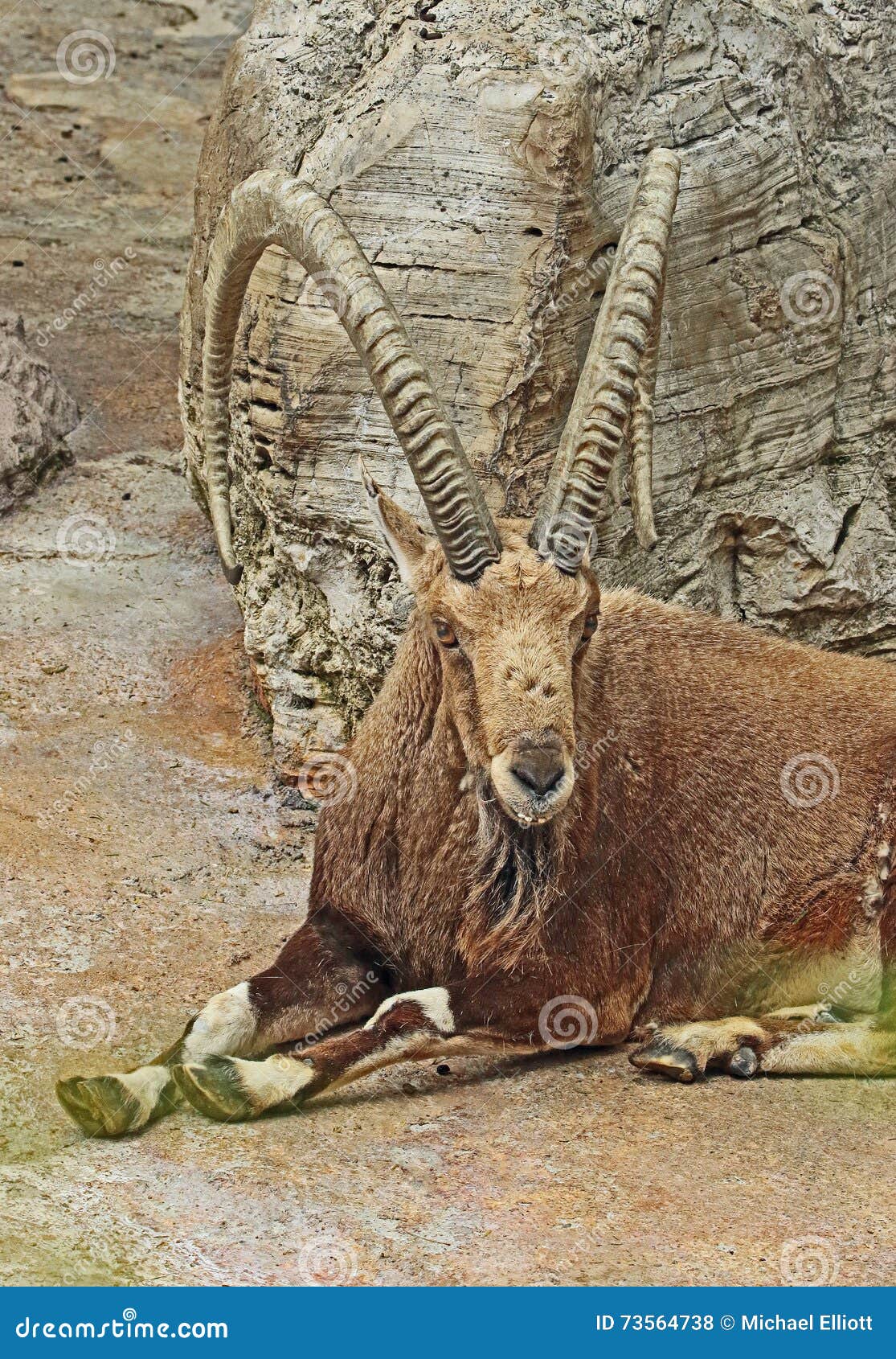 Nubian Ibex stock photo. Image of fauna, circular, hill - 73564738