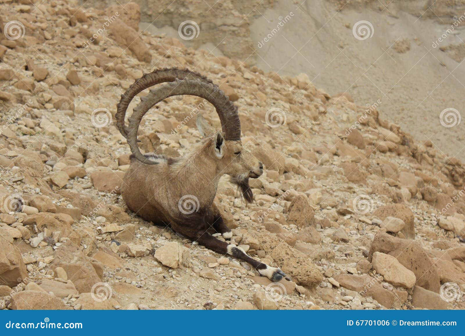 Nubian ibex stock photo. Image of ibex, desert, animal - 67701006
