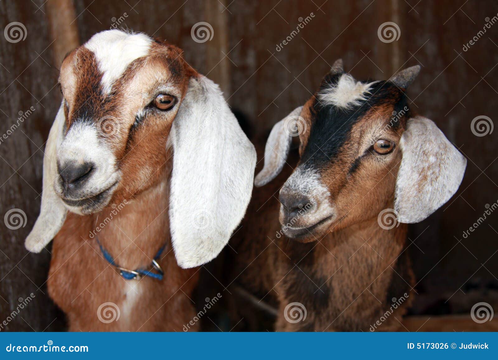 Kinder Goat Kids