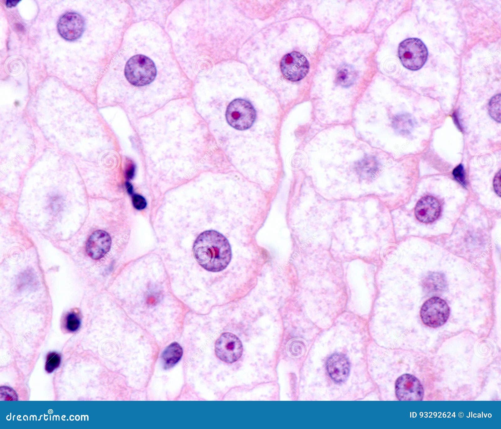 Nucleolo Hepatocito foto de archivo. Imagen de digestivo - 93292624