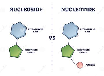 Nucleoside Vs Nucleotide Compound Differences Comparison Outline ...